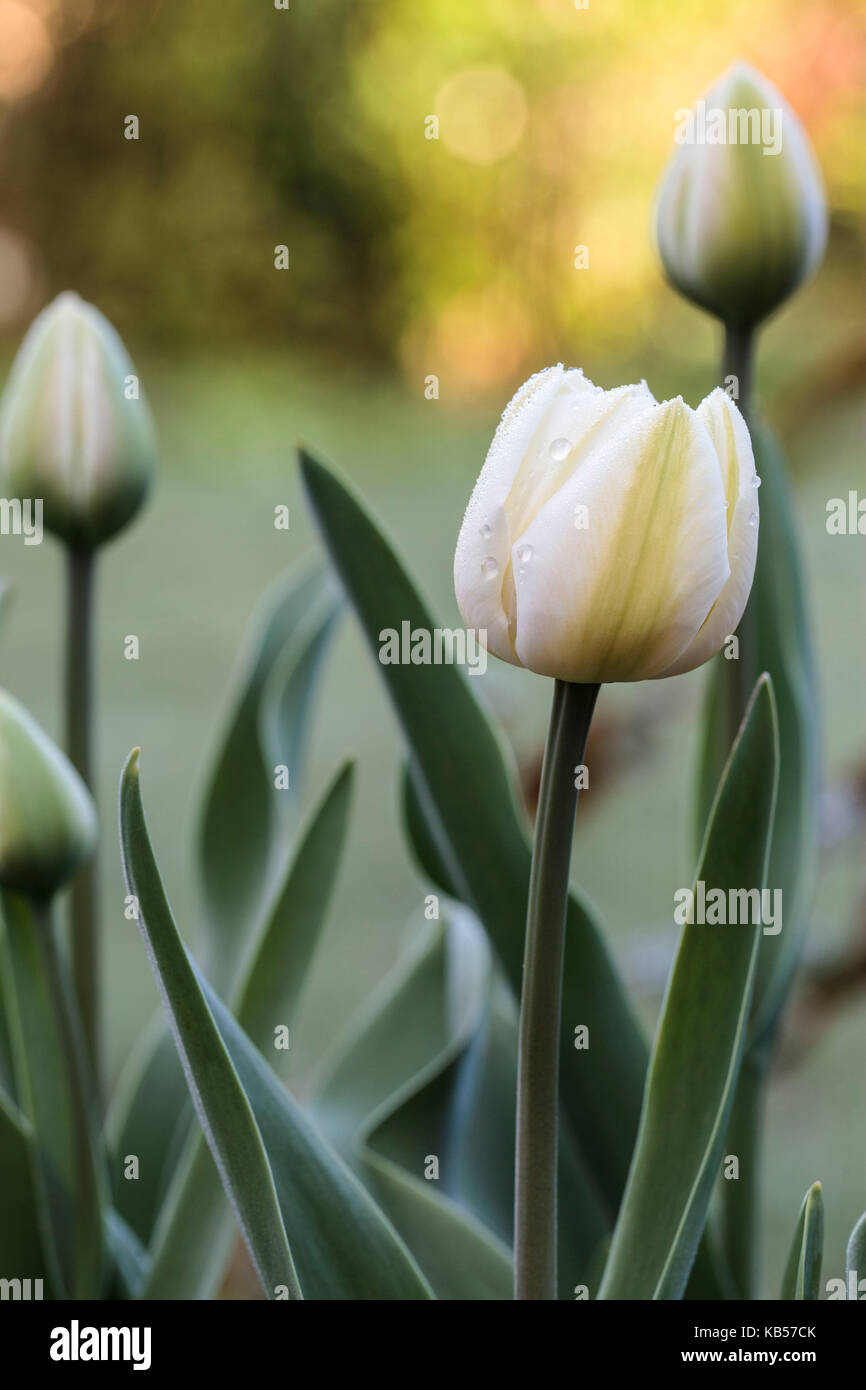 Tulips, herald of spring Stock Photo - Alamy