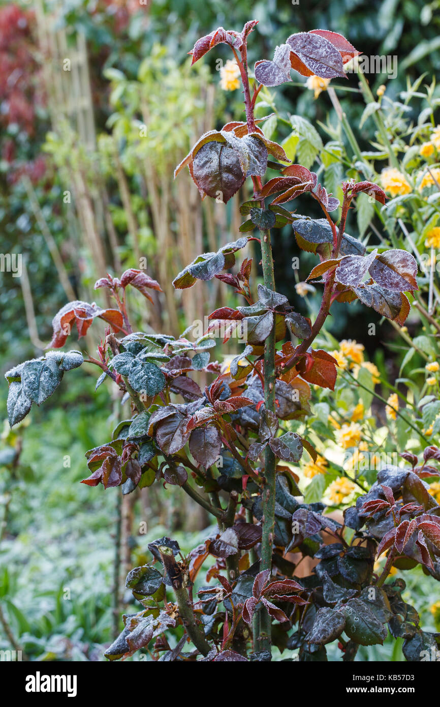 Frost covered rose hi-res stock photography and images - Alamy