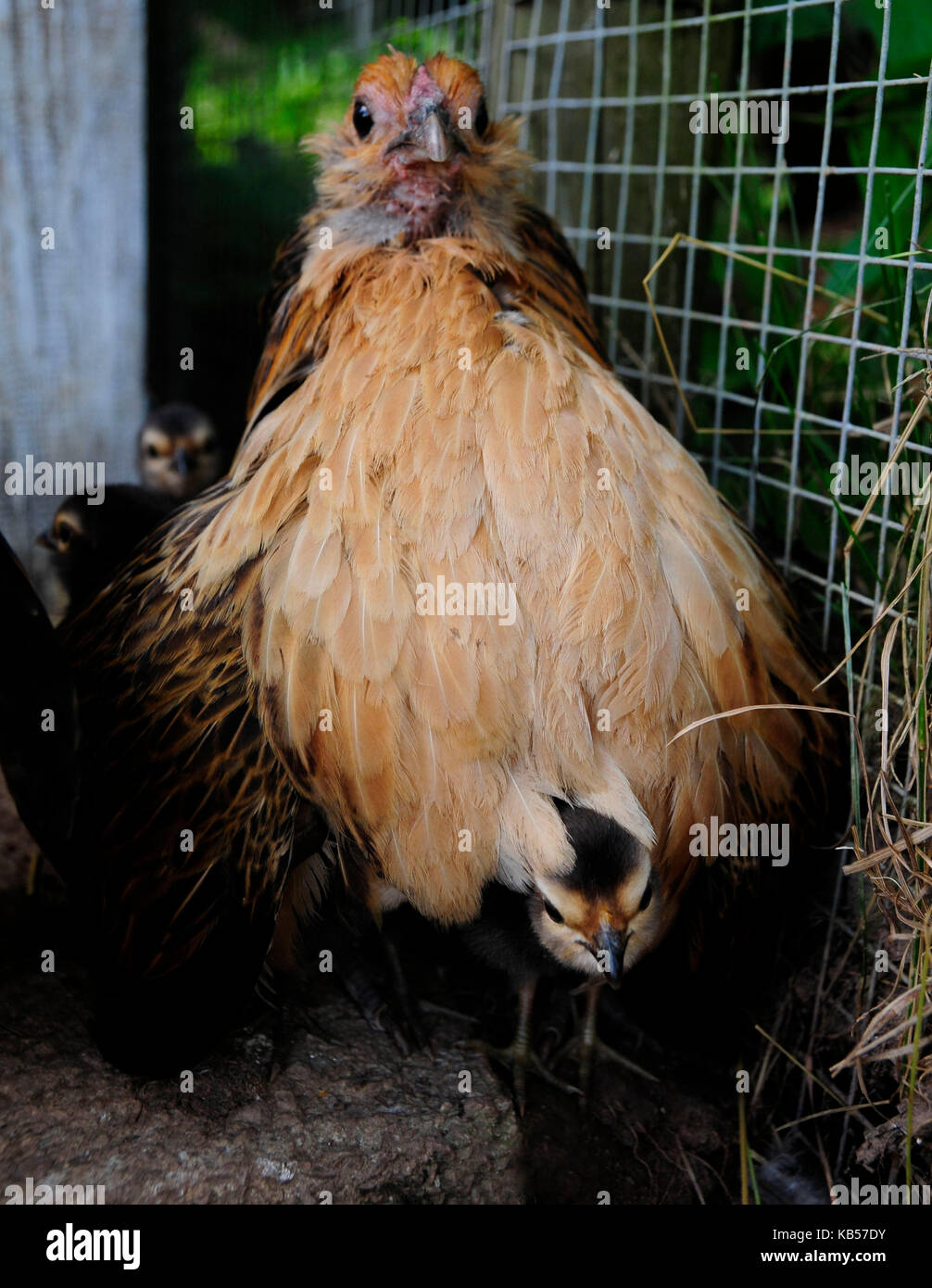 Barbu d'Anvers with the chicks looking out of the plumage Stock Photo ...