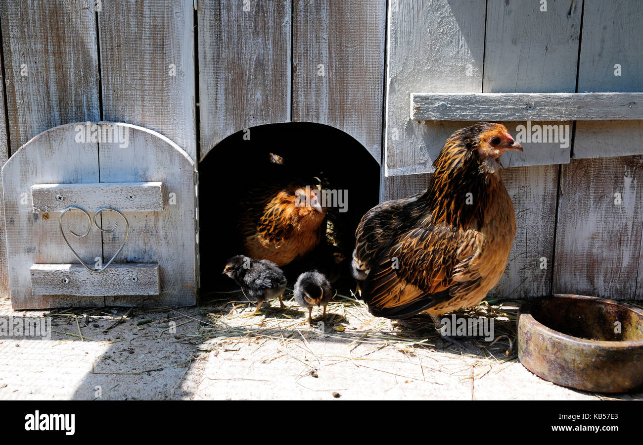 Barbu danvers with chicks in front of shabby chic stable hi-res stock ...