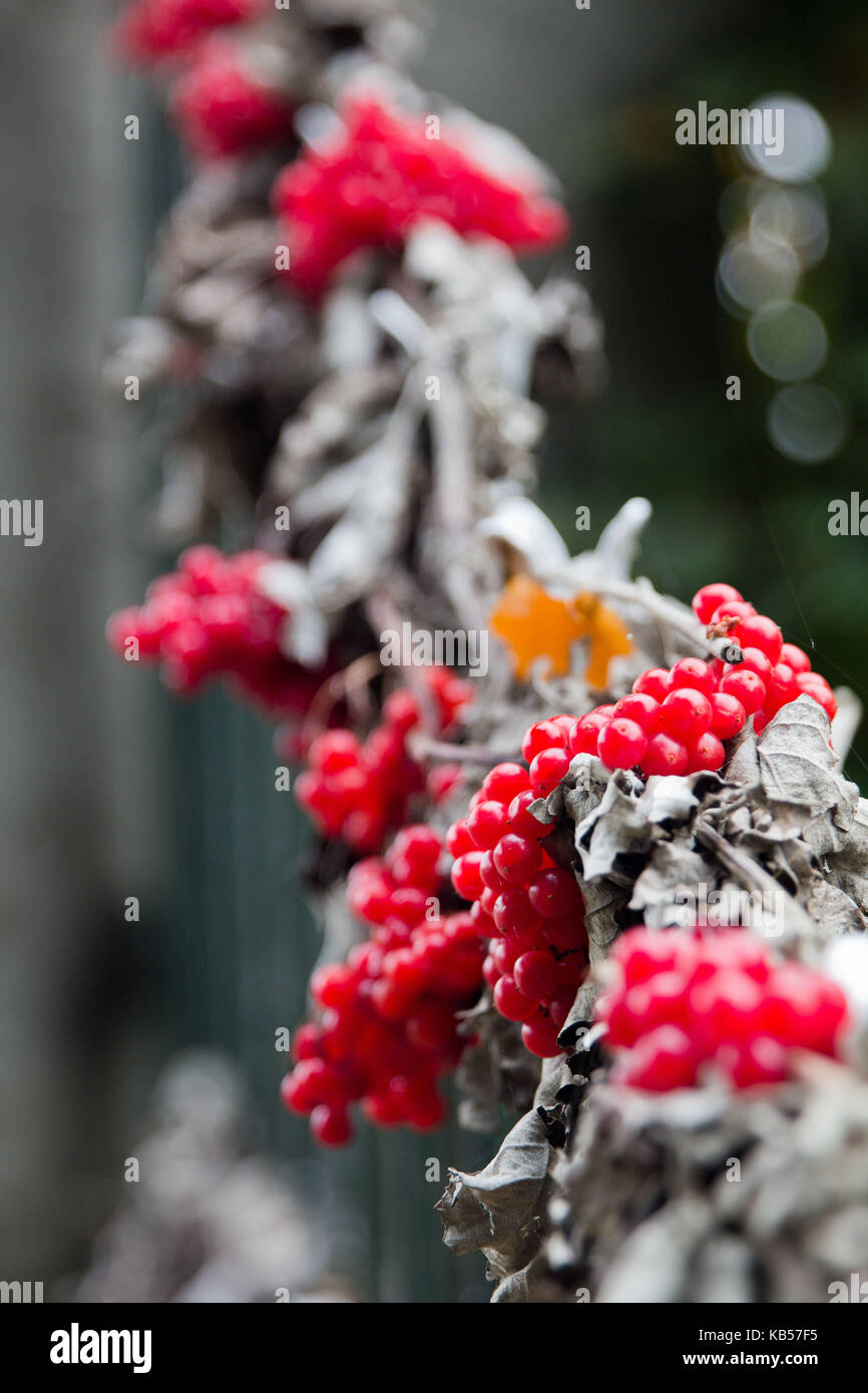 Red garland hi-res stock photography and images - Alamy