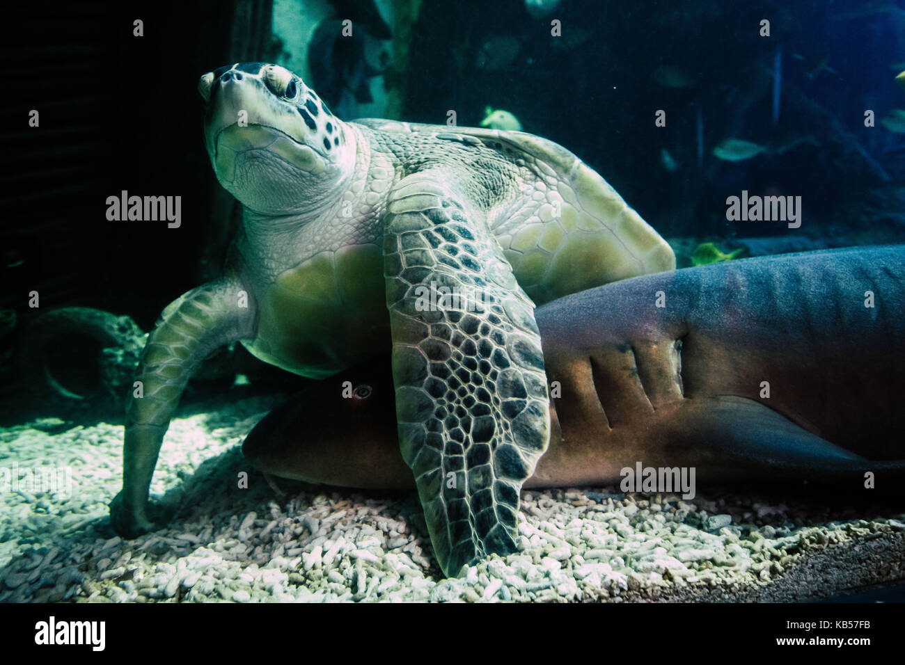 Shark fish turtle hi-res stock photography and images - Alamy