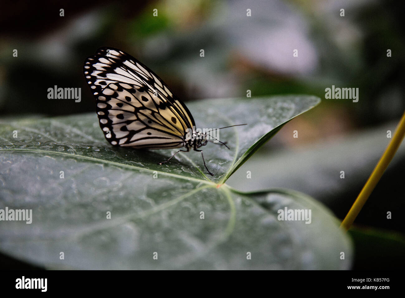 Large tree nymph hi-res stock photography and images - Alamy