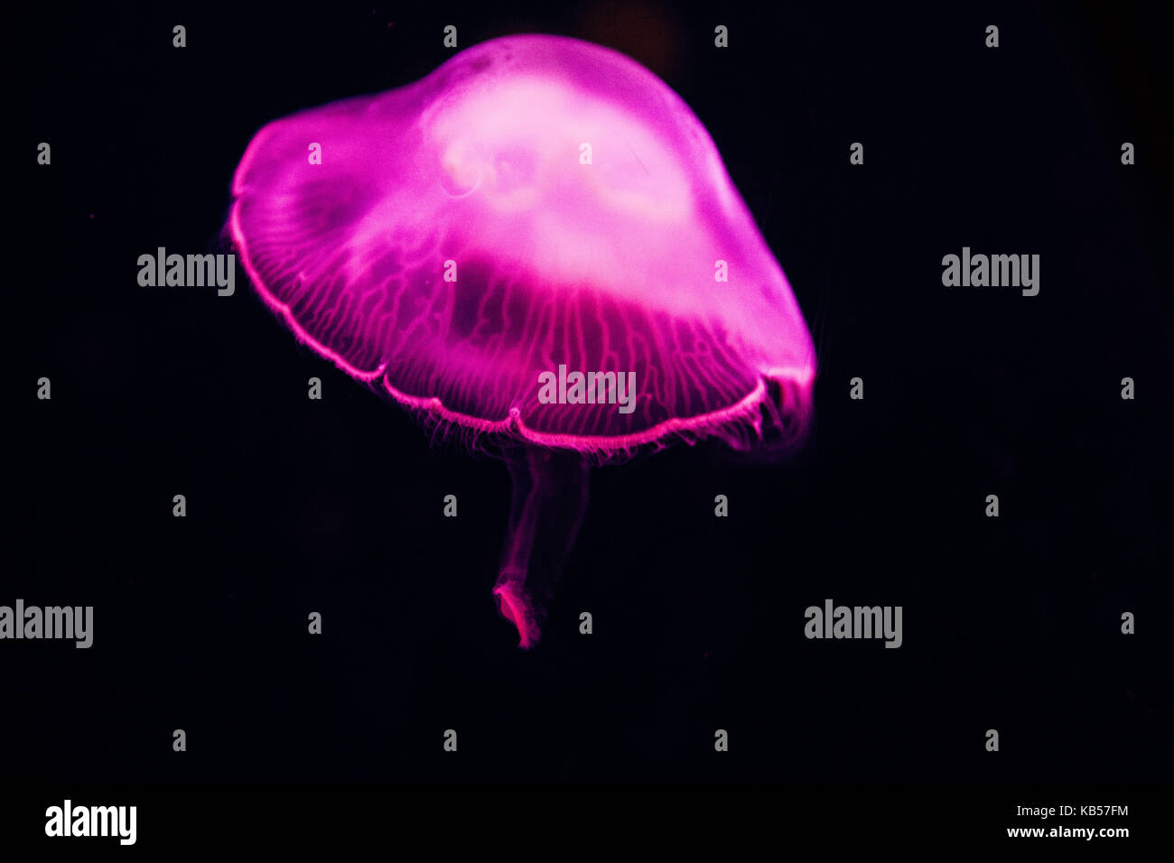 Pink jellyfish hi-res stock photography and images - Alamy