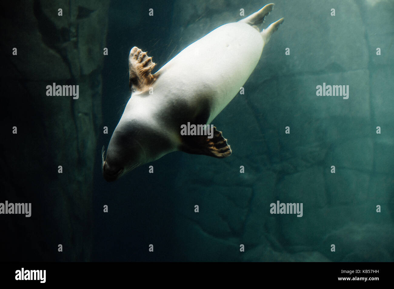 Abdomen water hi-res stock photography and images - Alamy