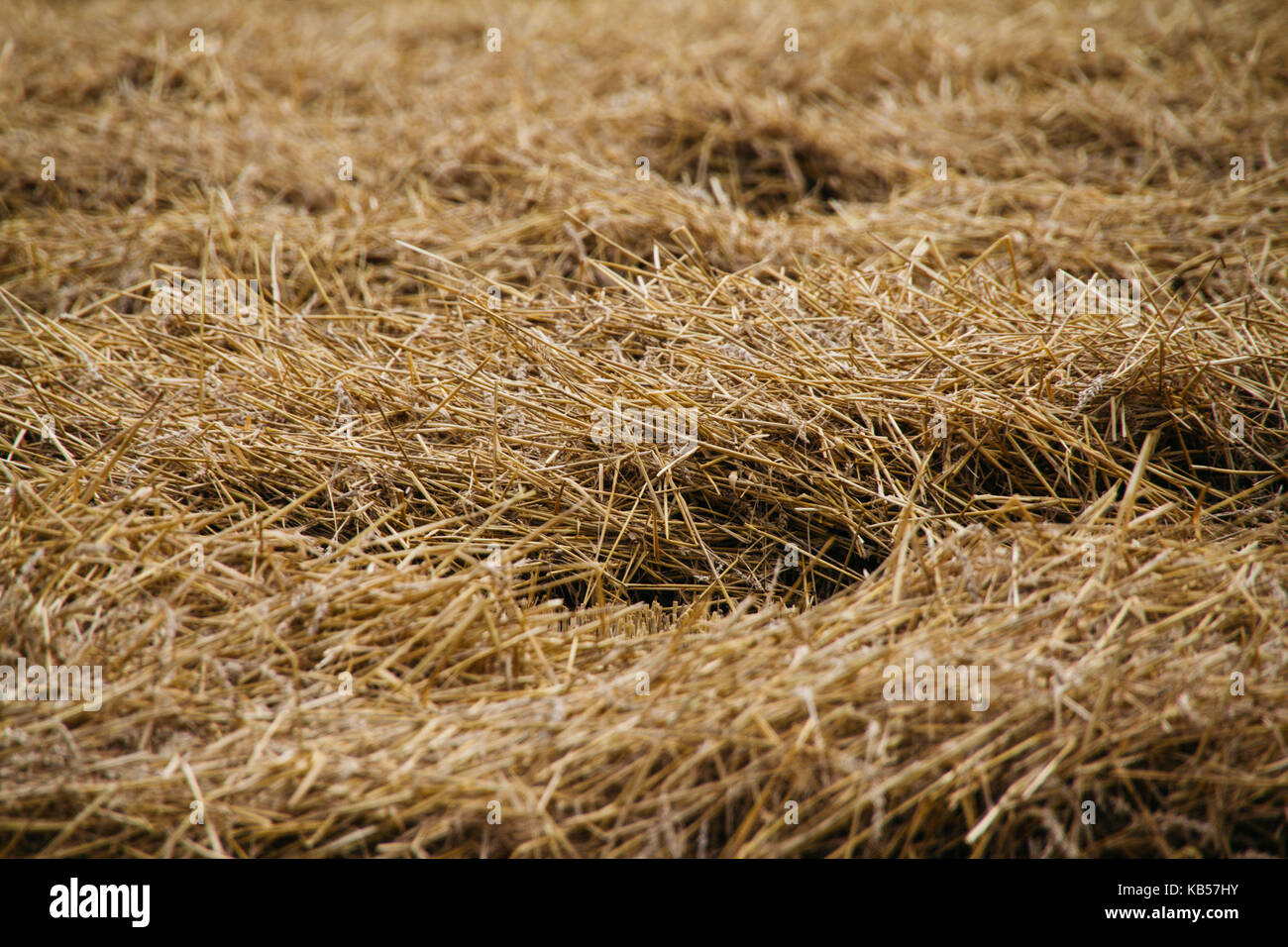 Heaps of straw hi-res stock photography and images - Alamy