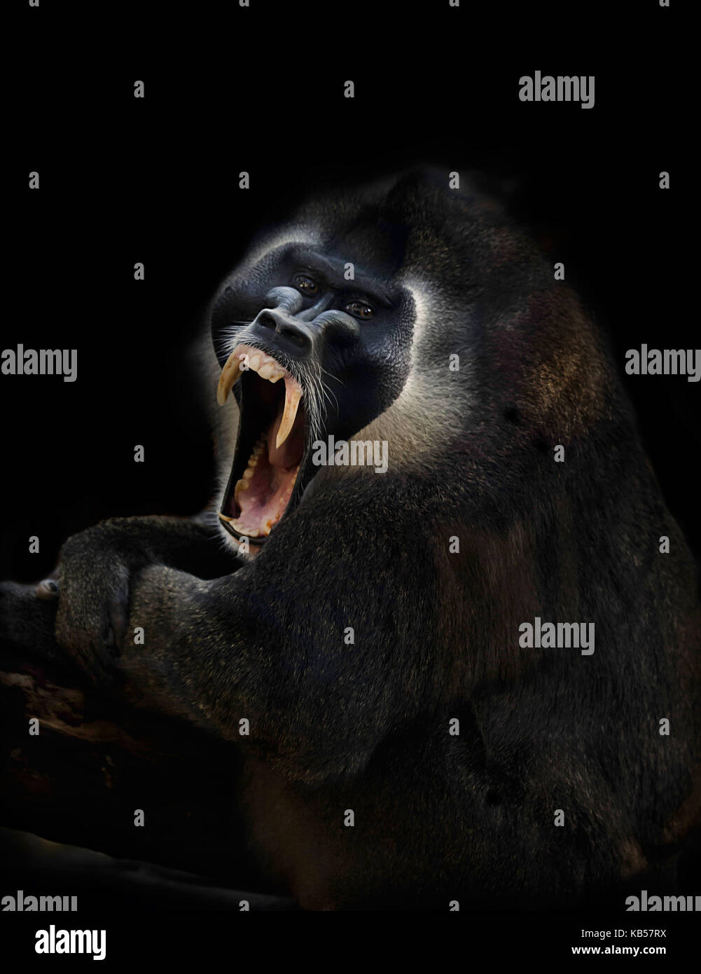 Drill, Mandrillus leucophaeus, profile, yawn, roar, on black Stock ...