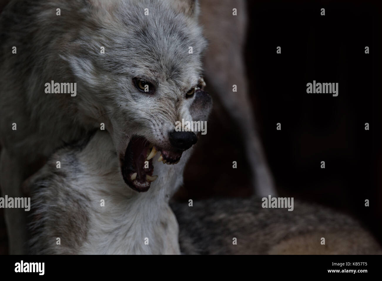 Wolf pack alpha female hi-res stock photography and images - Alamy