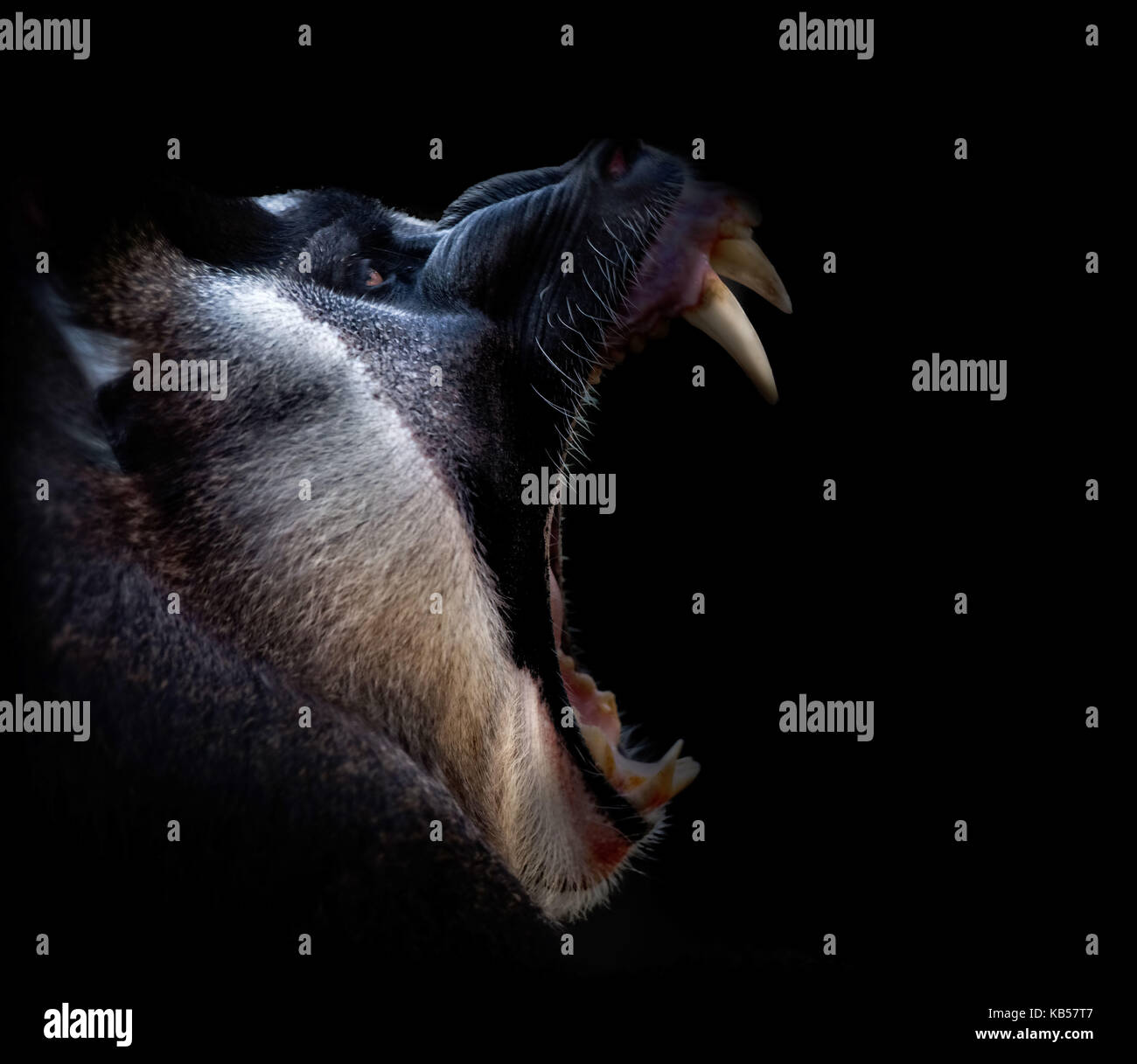 Drill, Mandrillus leucophaeus, profile, yawn, roar, on black Stock ...