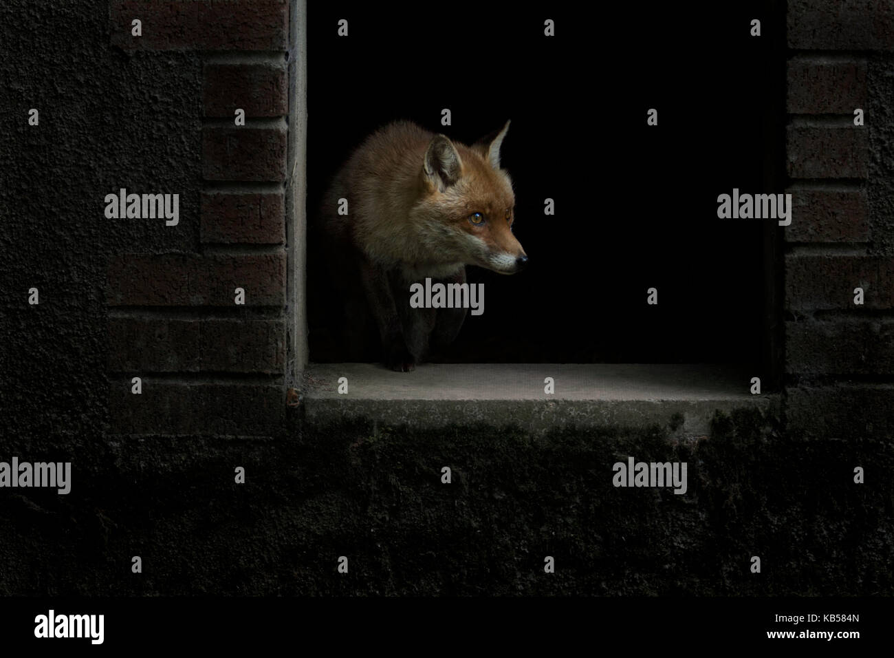 Mr fox hi-res stock photography and images - Alamy