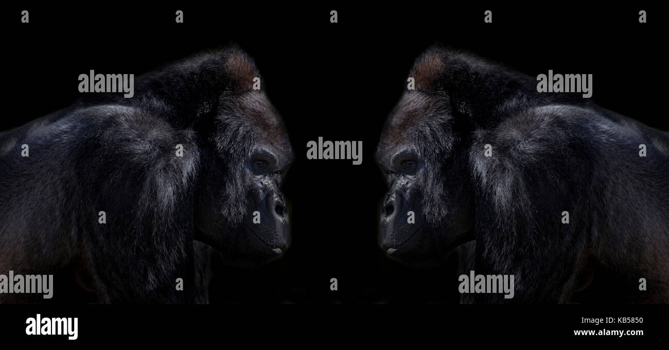 Scary gorilla hi-res stock photography and images - Alamy