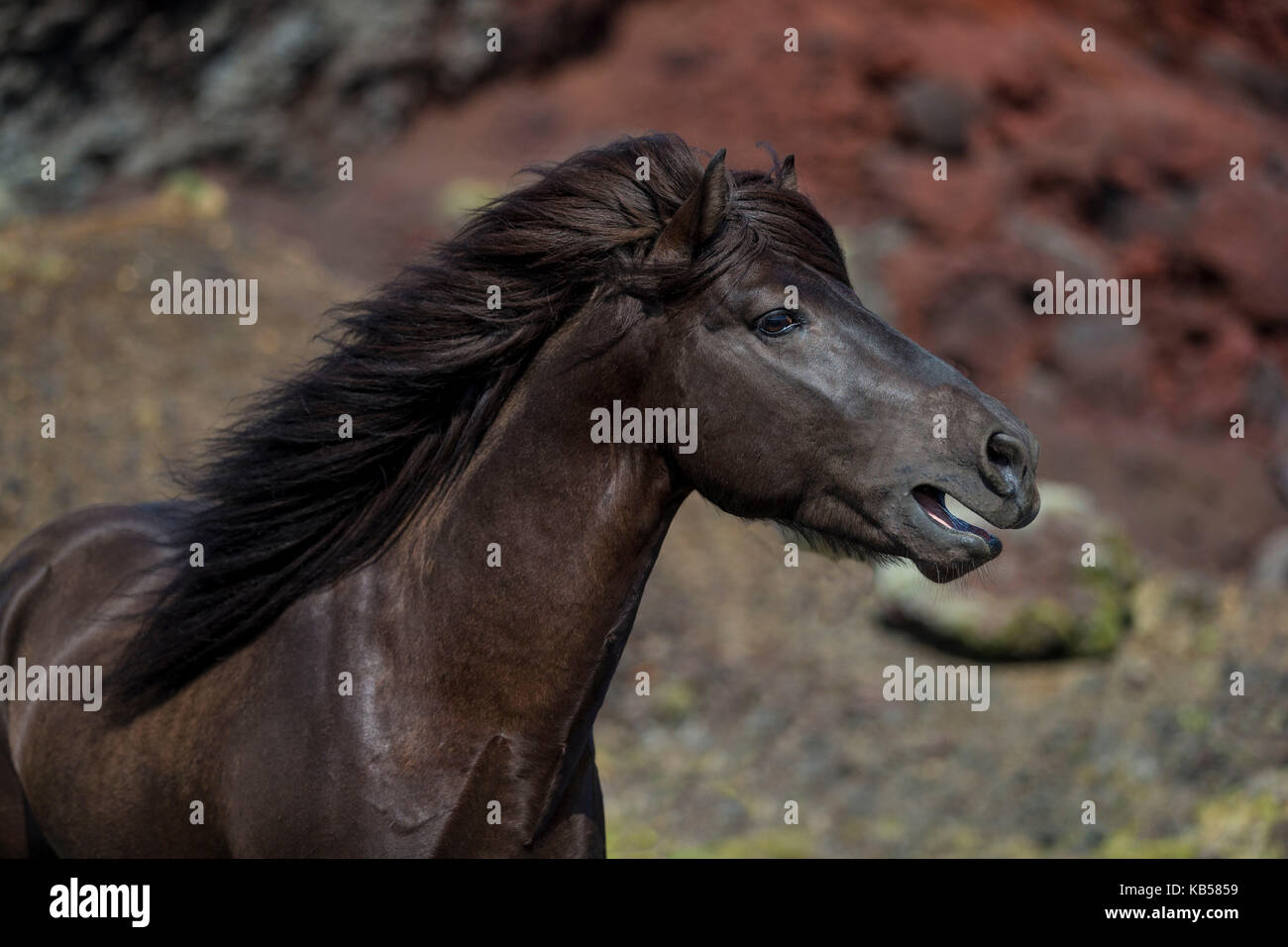 Icelandic stallion hi-res stock photography and images - Alamy