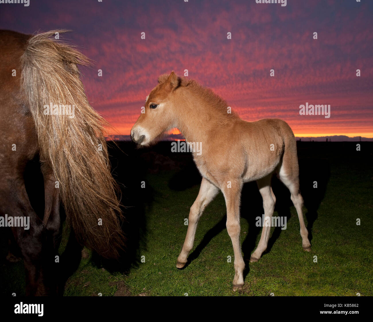 Icelandic Foal at Sunset, Iceland Stock Photo - Alamy