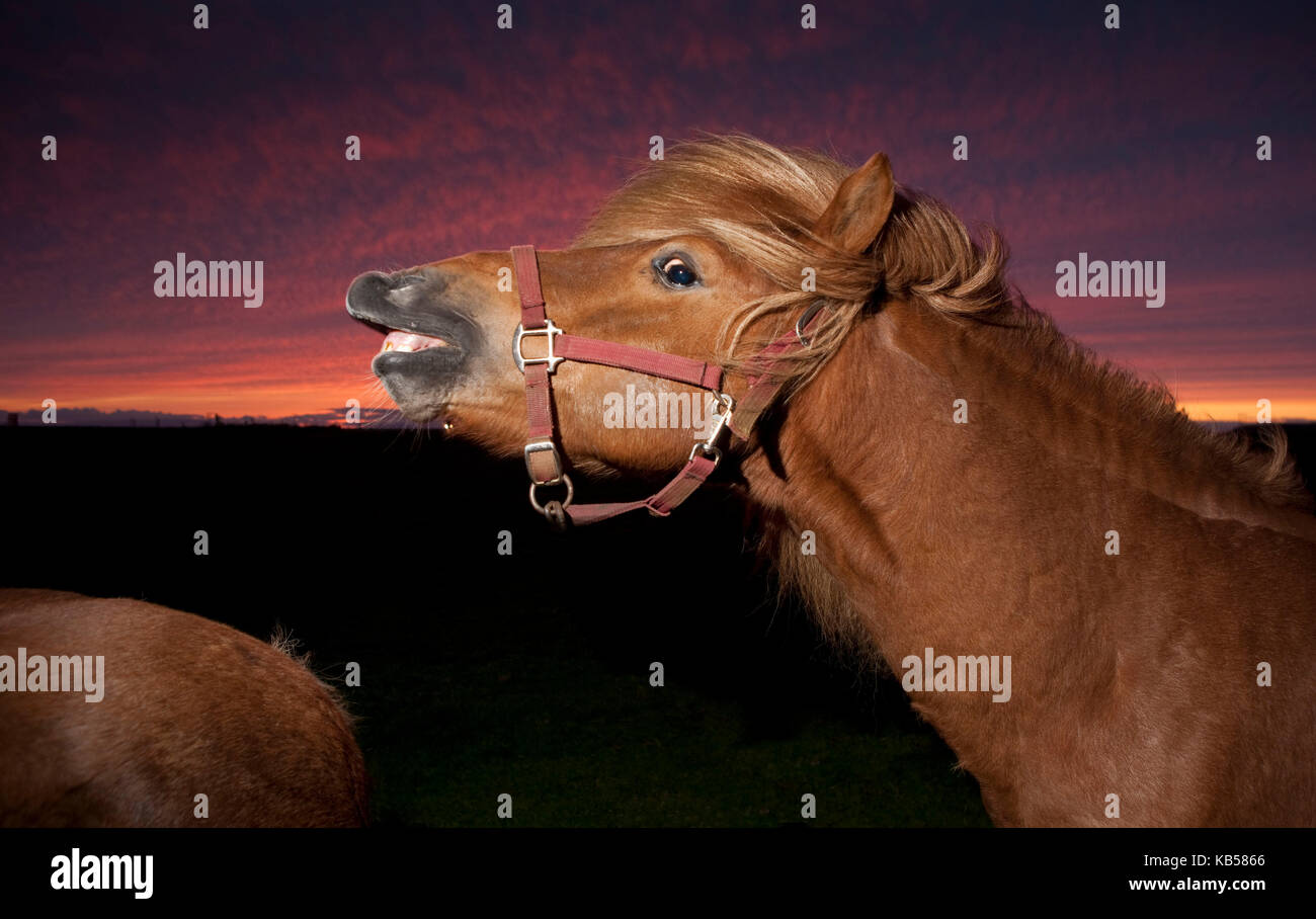 Horse mating hi-res stock photography and images - Alamy