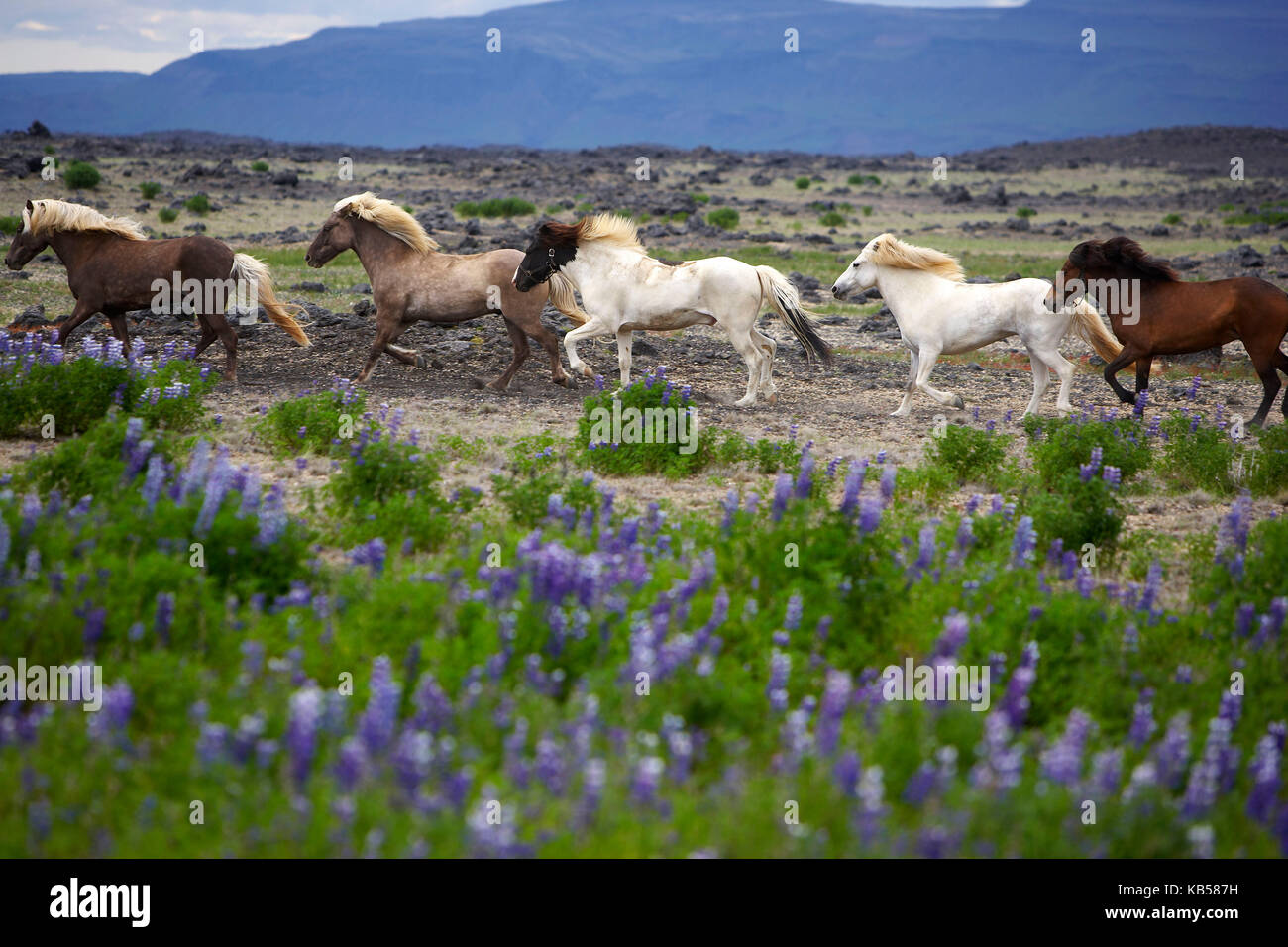 Icelandic Horses Running, Iceland Stock Photo - Alamy