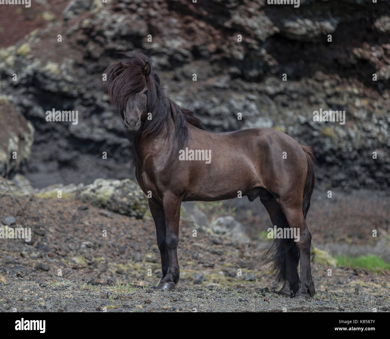 Icelandic Stallion, Iceland Stock Photo - Alamy