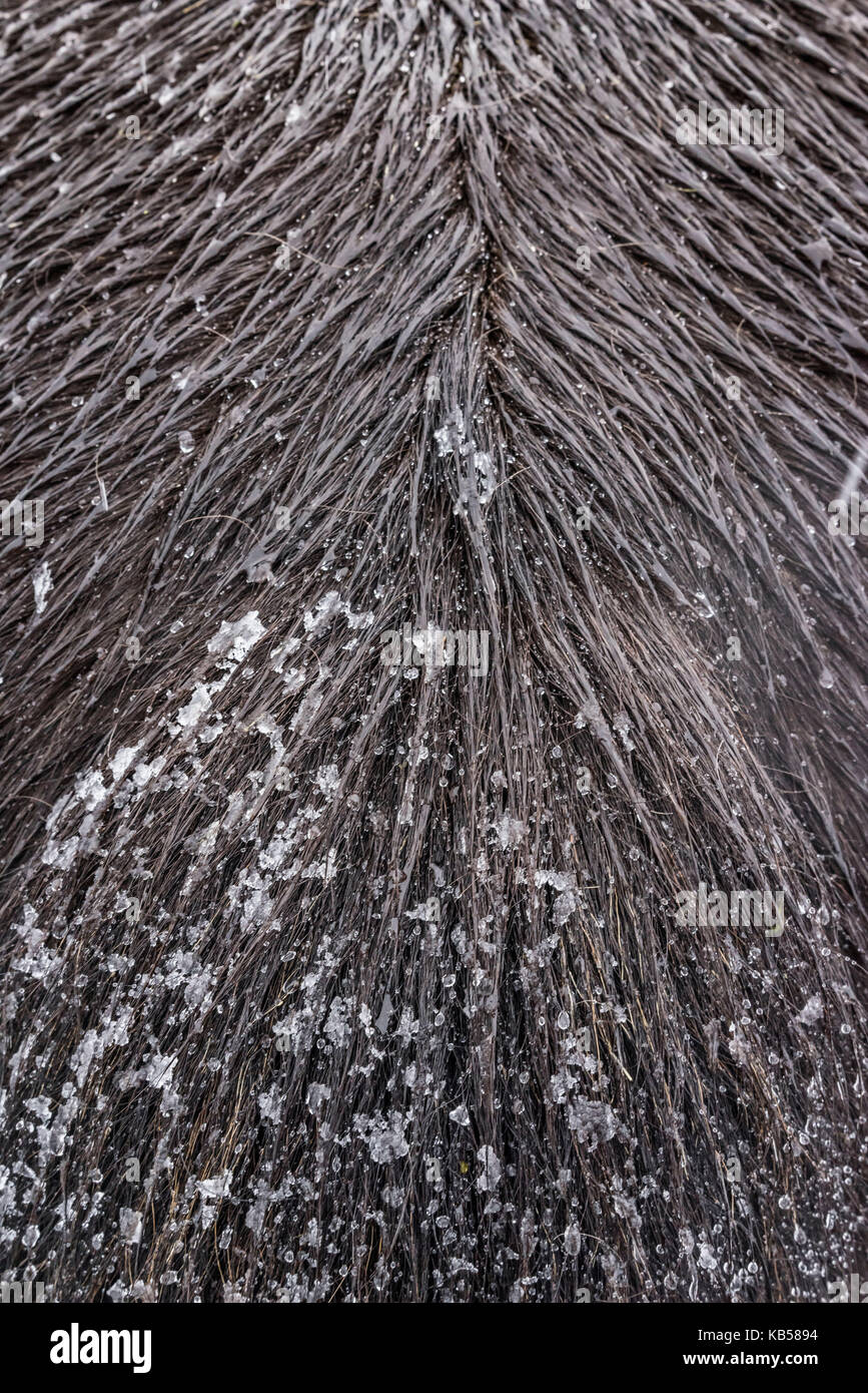Close up wet fur of an icelandic horse in a snowstorm hi-res stock ...