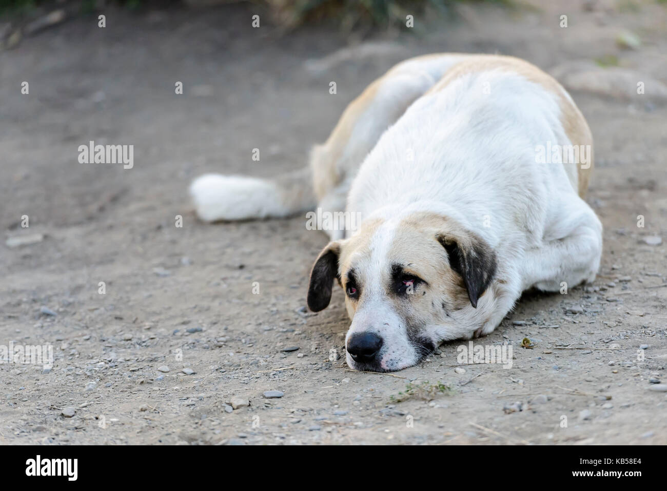 dog, inflamed, red, eyes, lie, suffering, miserable Stock Photo - Alamy dog, inflamed, red, eyes, lie, suffering, miserable Stock Photo - Alamy