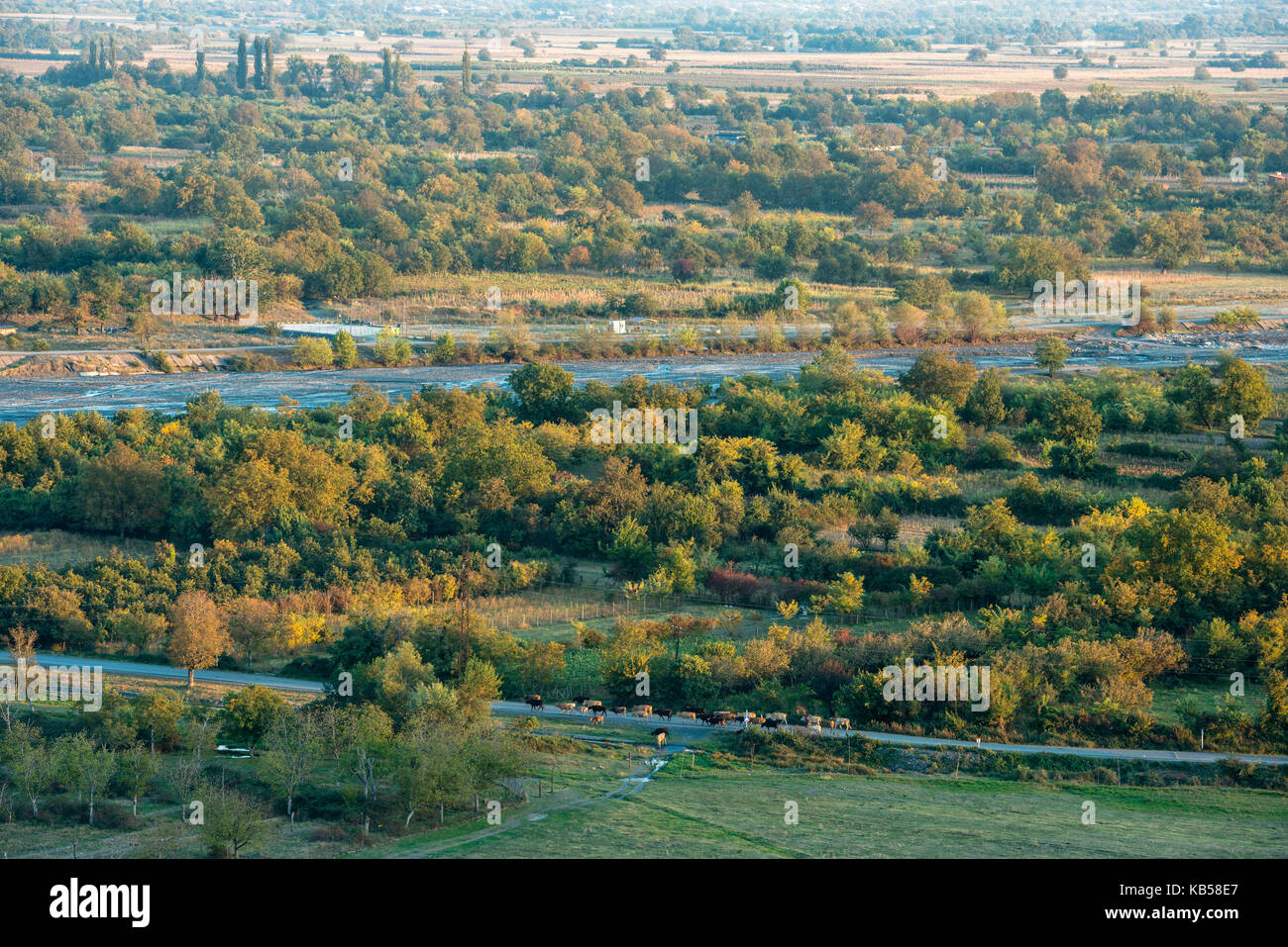 Duruji river, cow, forest, evening, road, rural, Kakheti Stock Photo ...