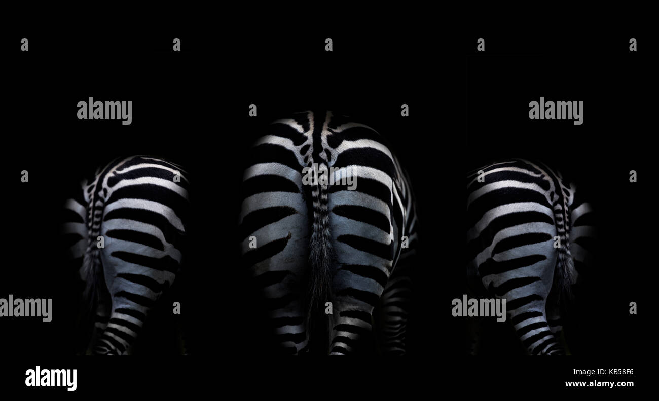 Zebra bootaligious bottoms on black Stock Photo - Alamy