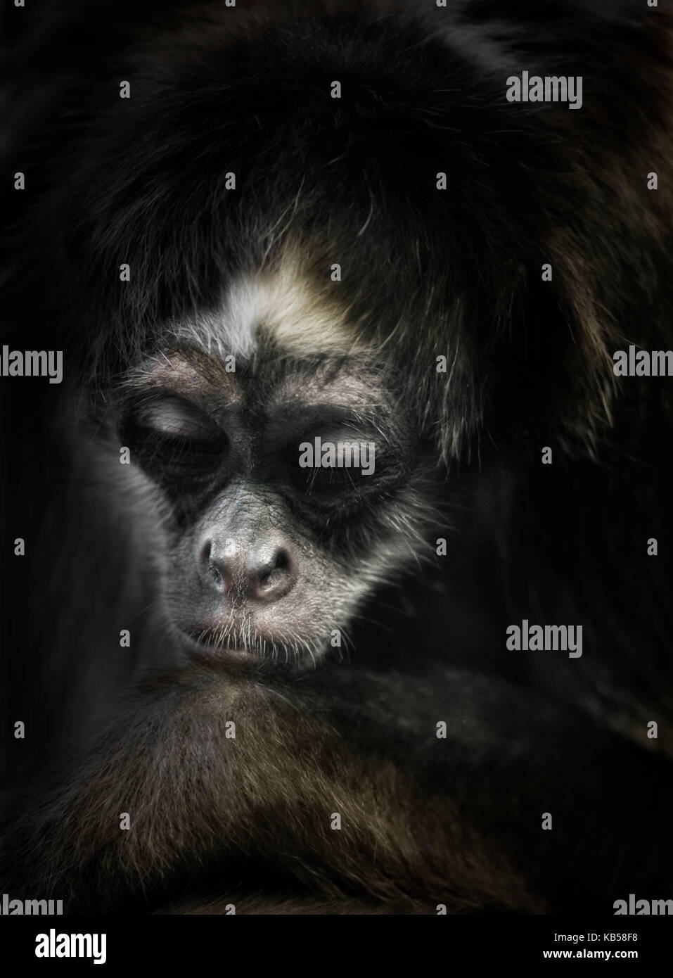 Spider monkey portrait close up Stock Photo - Alamy
