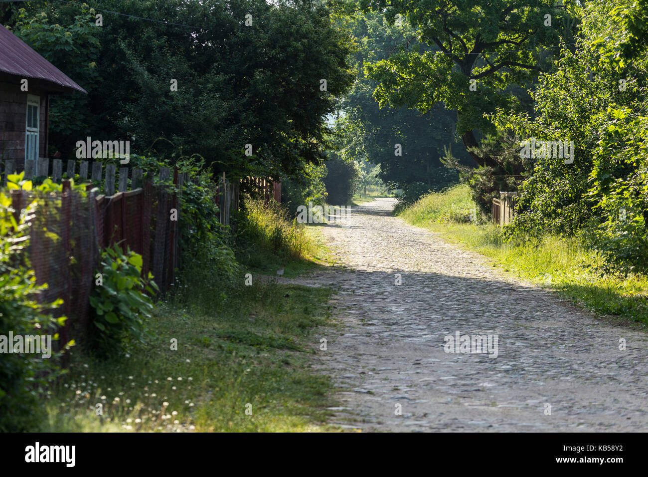 Knyszynska forest hi-res stock photography and images - Alamy