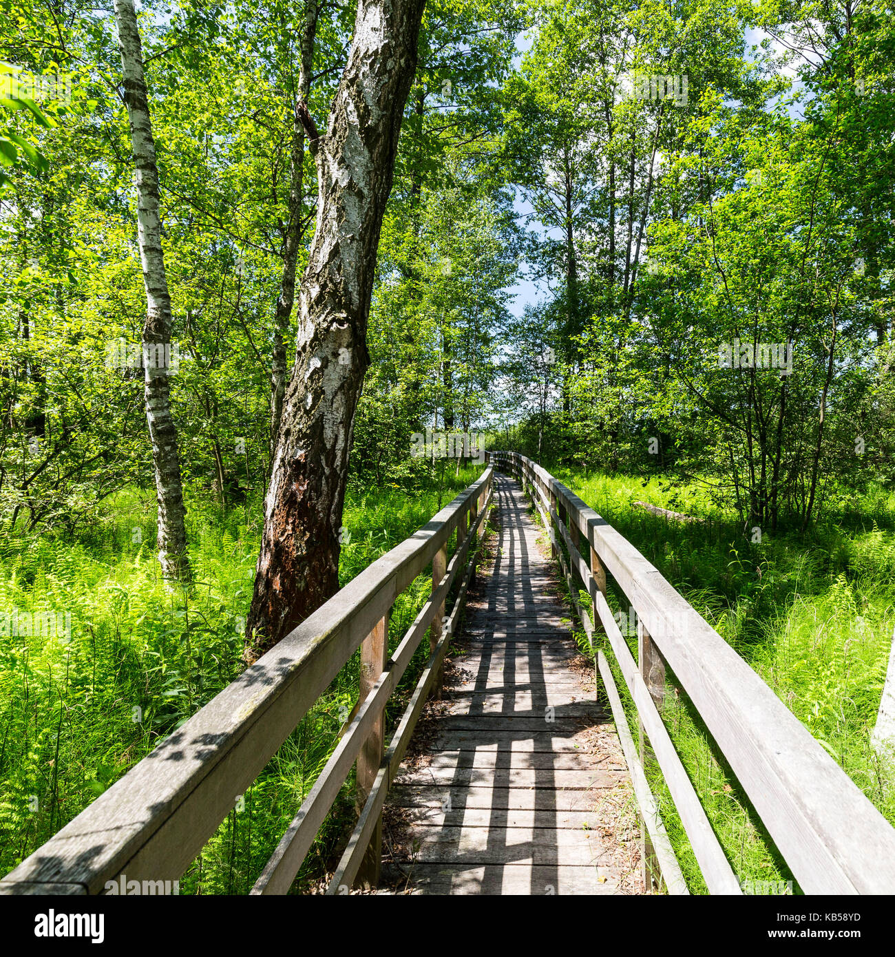 Polesie hi-res stock photography and images - Alamy