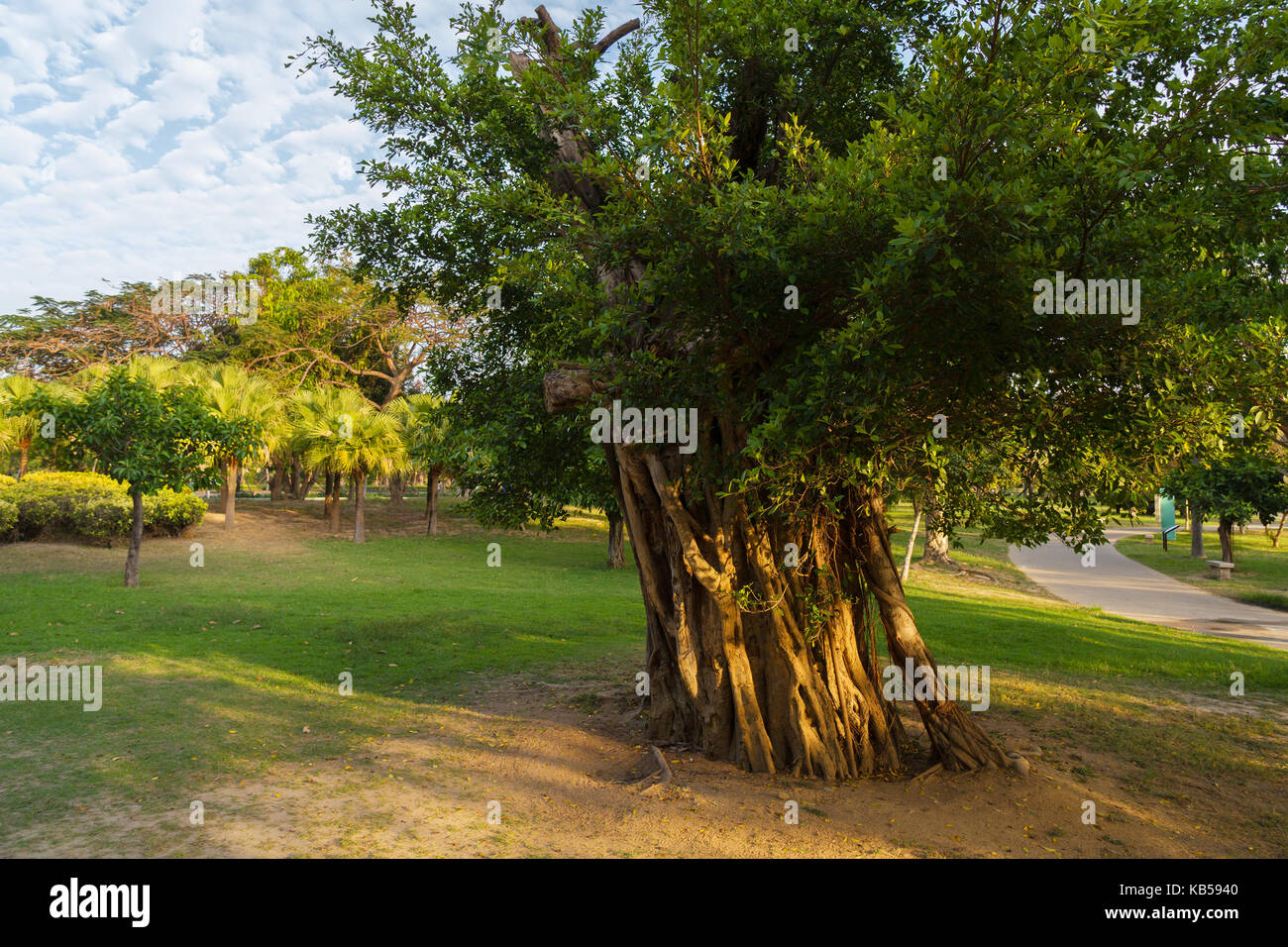 Huge exotic deciduous tree with airy roots in tropical park Stock Photo ...