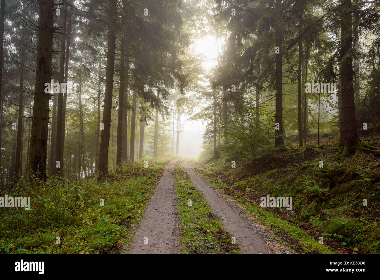 Forest path with haze in the morning, Odenwald, Hesse, Germany Stock ...