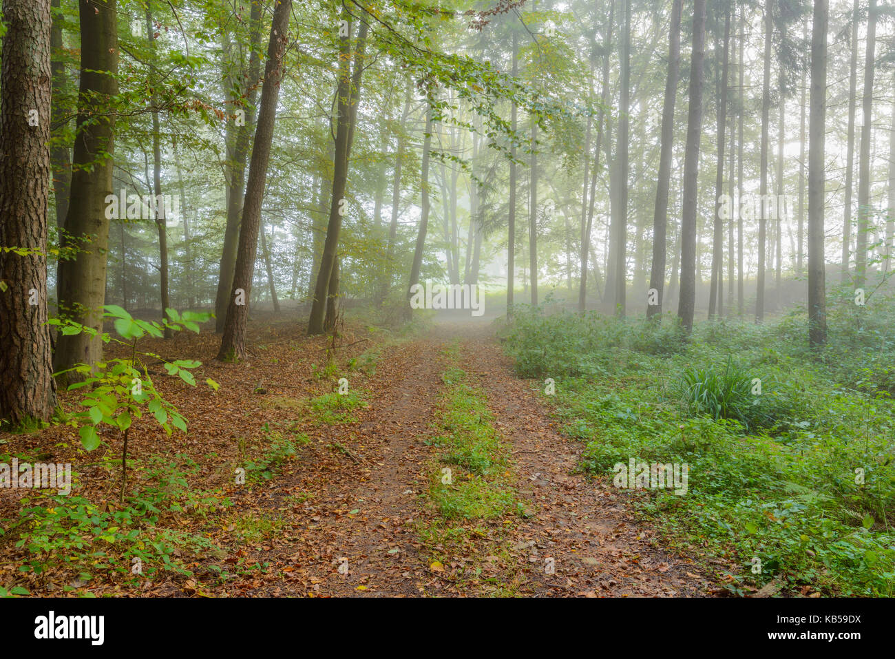Forest path with haze in the morning, Odenwald, Hesse, Germany Stock ...