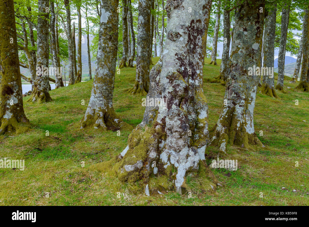 Small beech forest, Loch Awe, Scotland, United Kingdom Stock Photo - Alamy