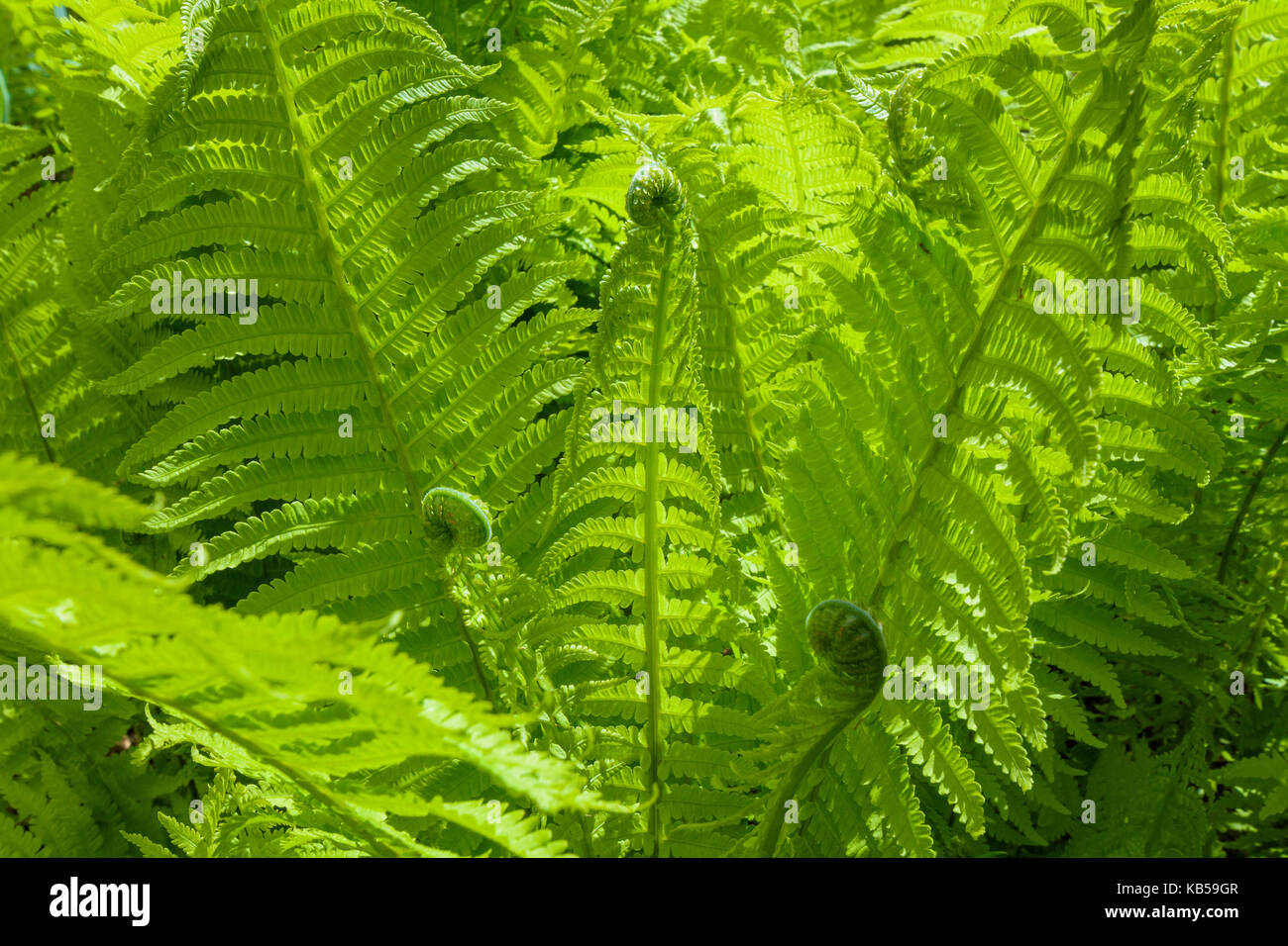 Fresh fern plant in spring, Isle of Skye, Scotland, United Kingdom ...