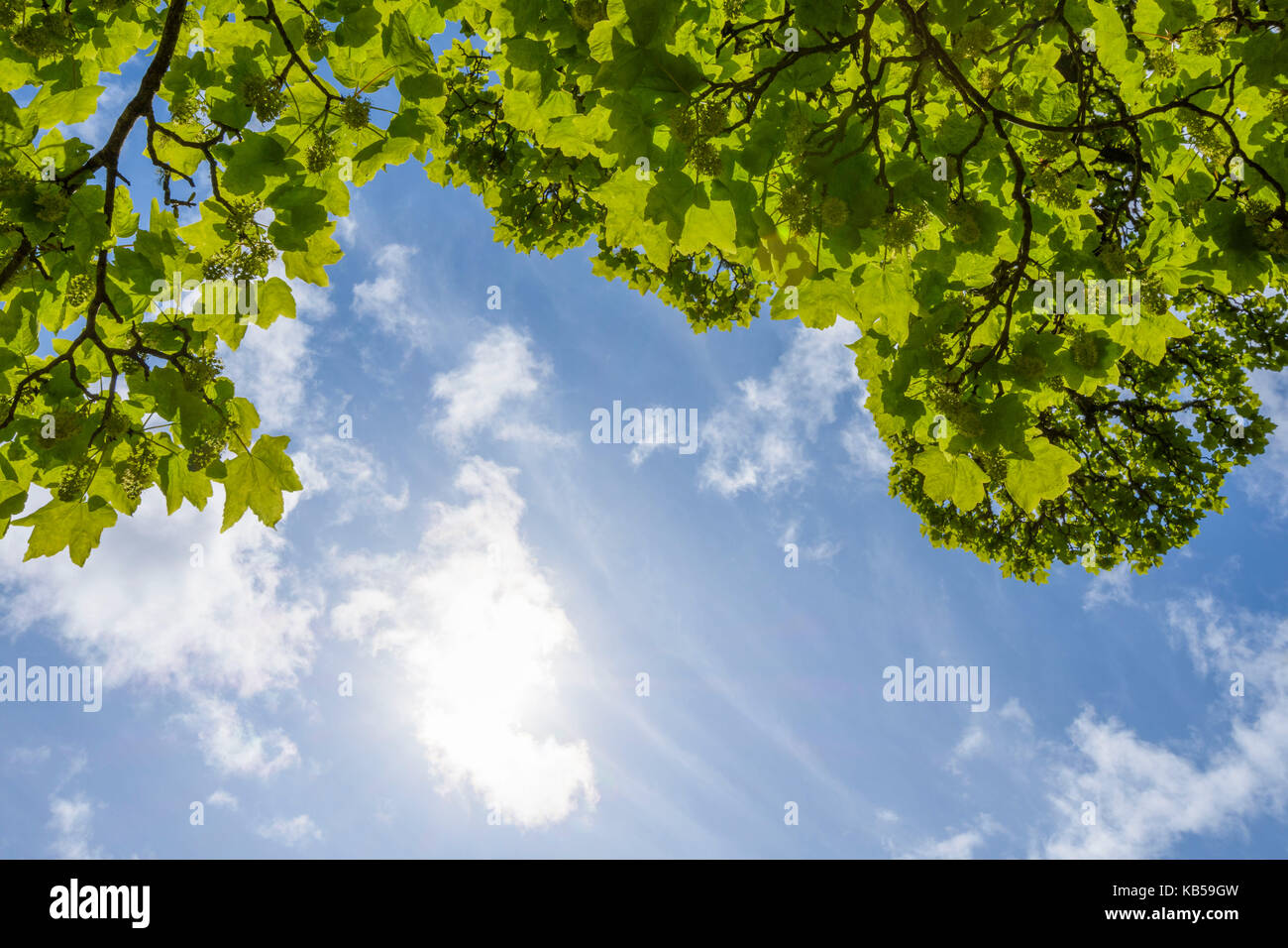 Fresh green maple tree leaves on branch in spring, Isle of Skye ...