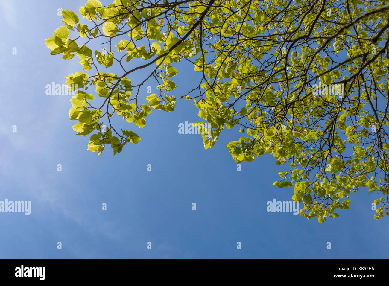 Fresh green lime tree leaves in spring, Isle of Skye, Scotland, United ...