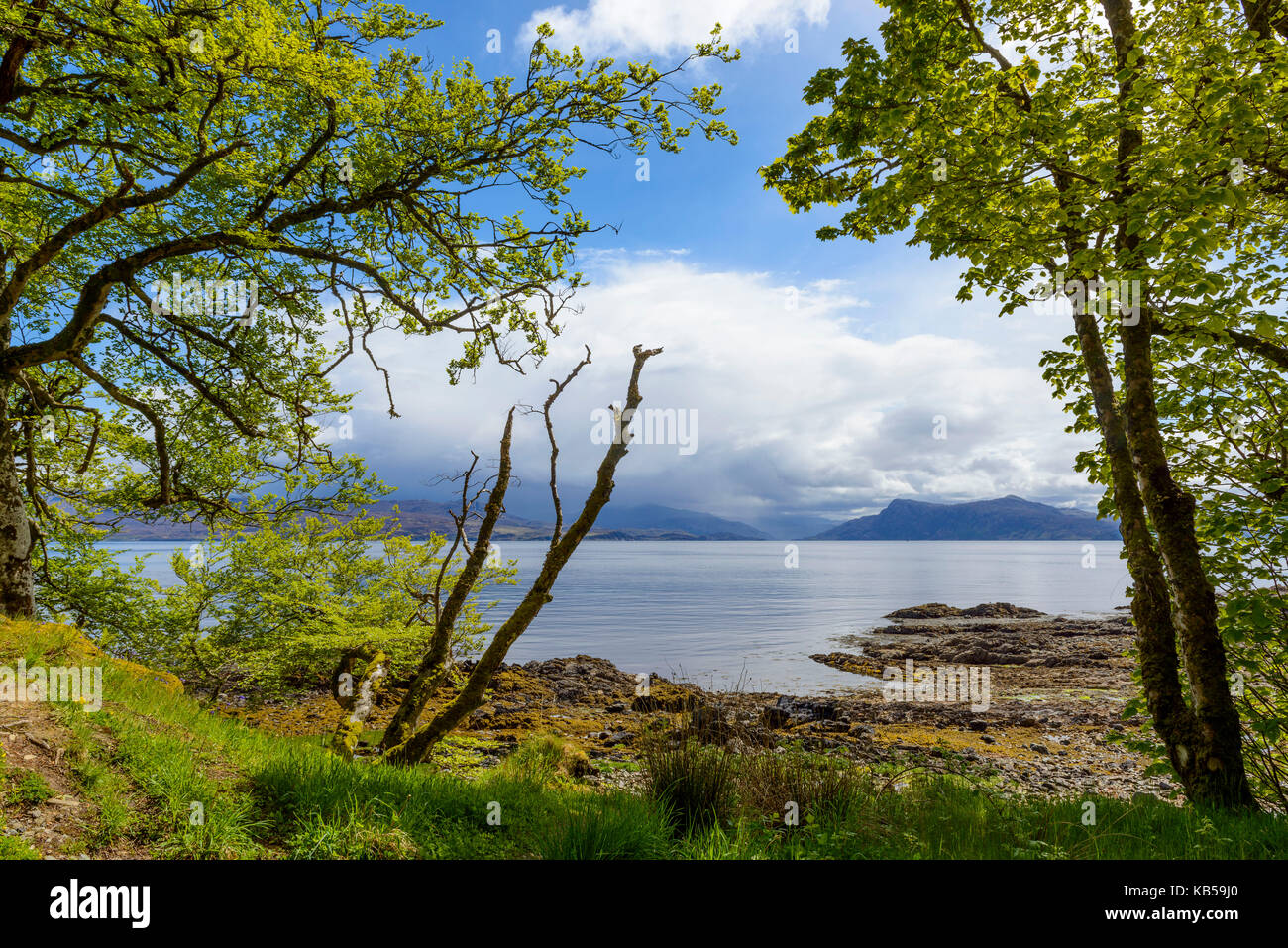 Beech trees on scottish coast, Armadale, Isle of Skye, Spring, Scotland ...