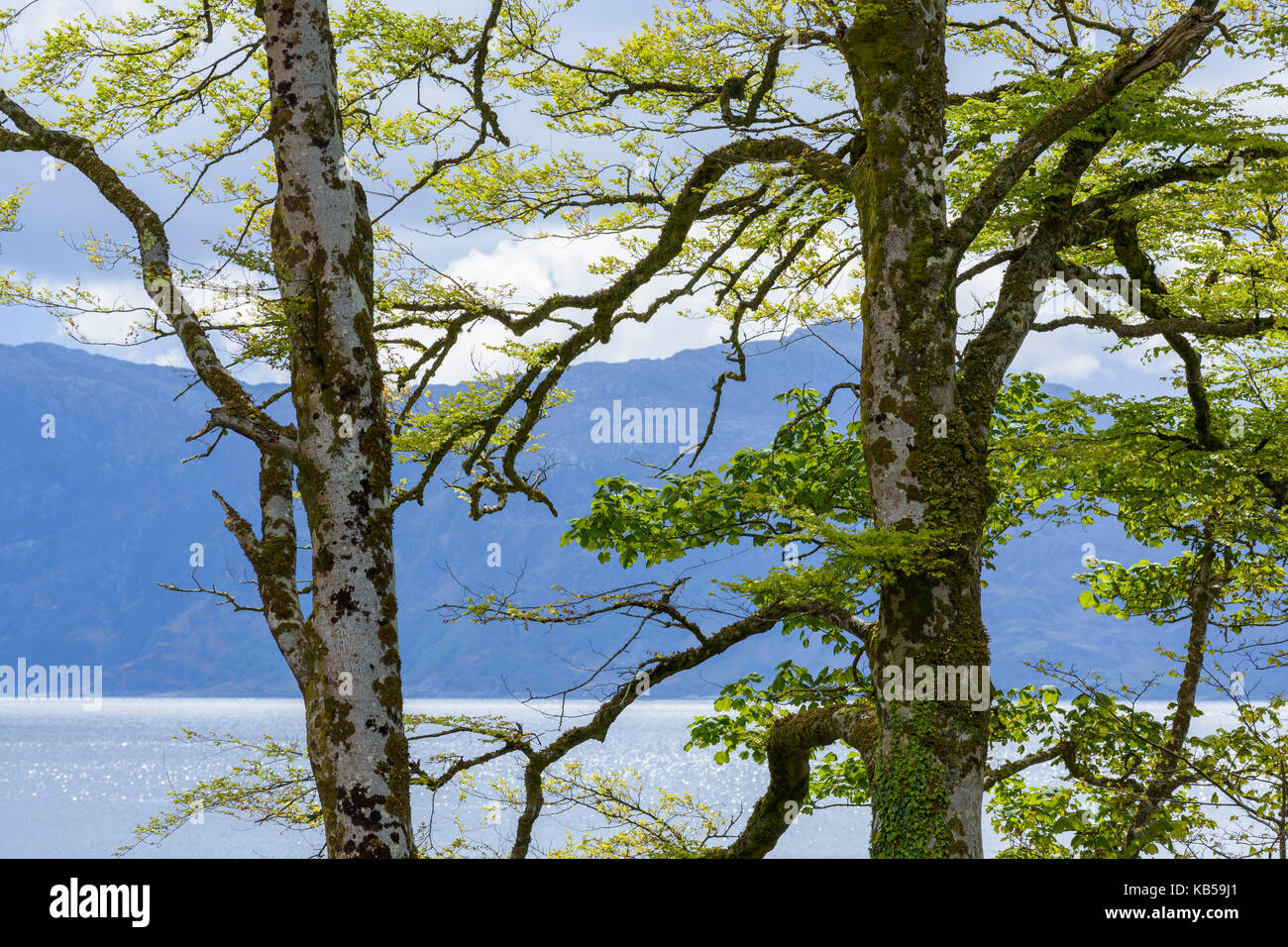Beech tree on scottish coast, Armadale, Isle of Skye, Spring, Scotland ...