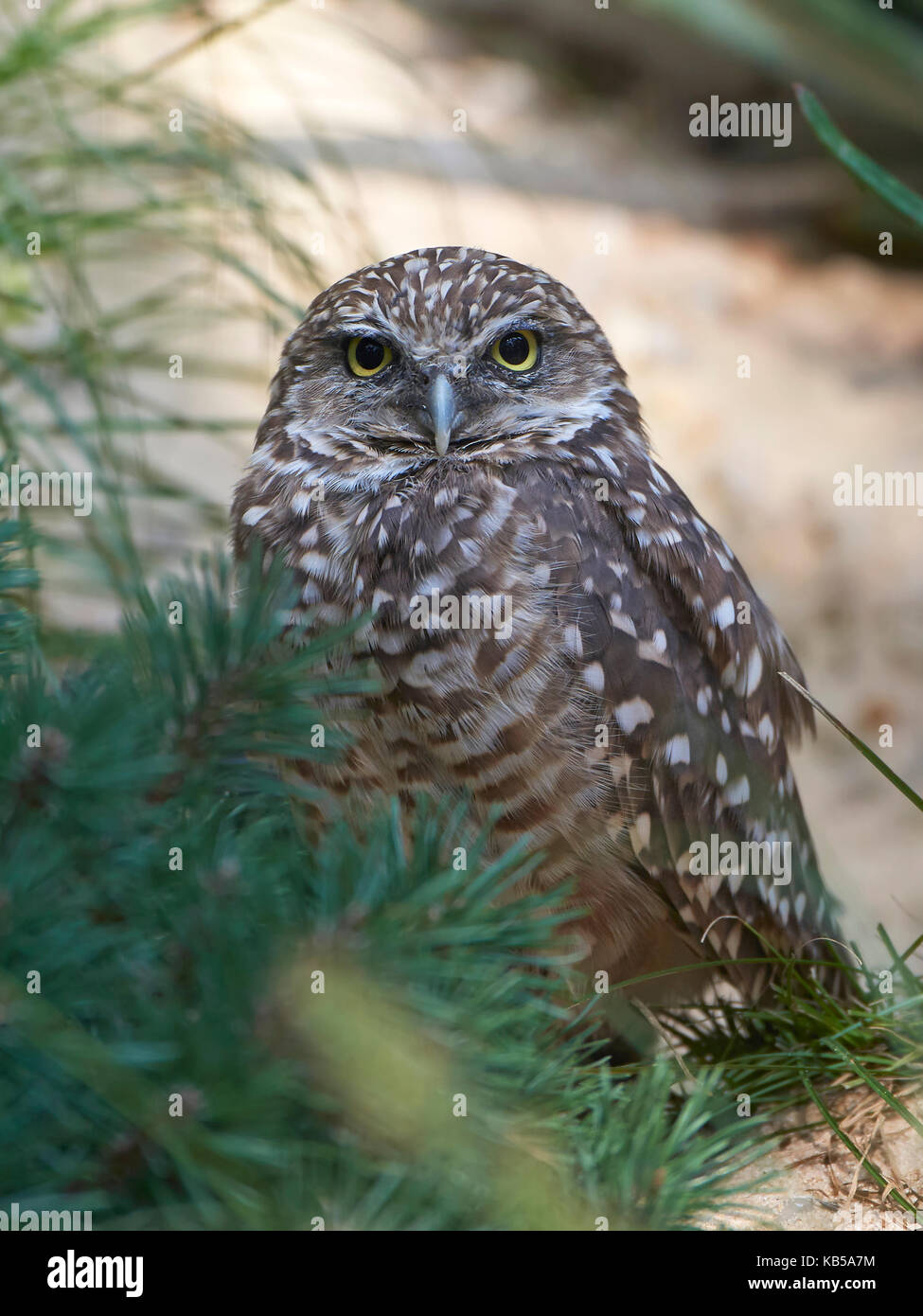 Burrowing owl standing on the ground in its habitat Stock Photo - Alamy
