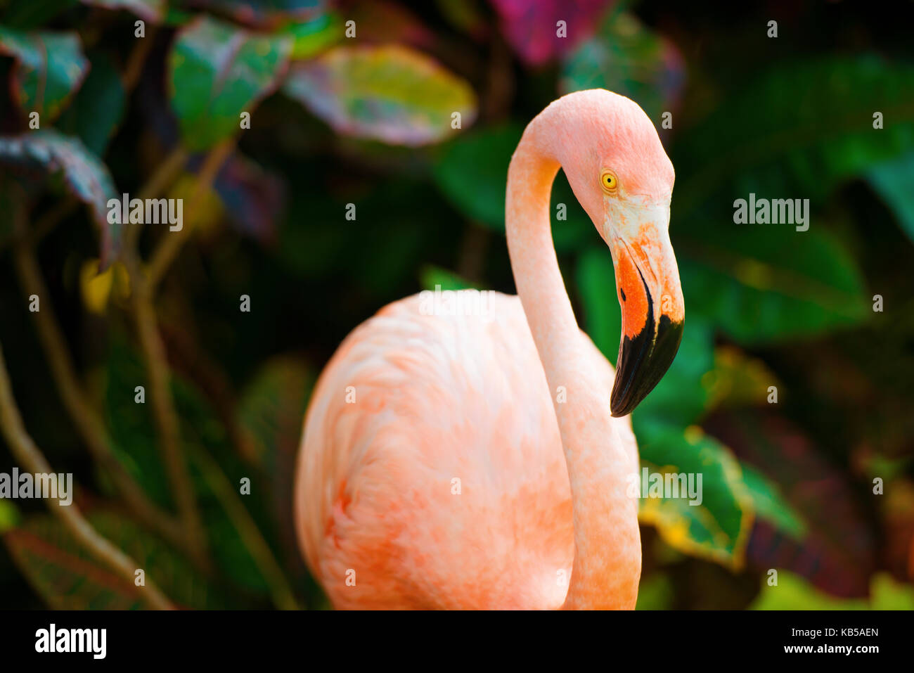 A pink Caribbean flamingo in the garden Stock Photo - Alamy