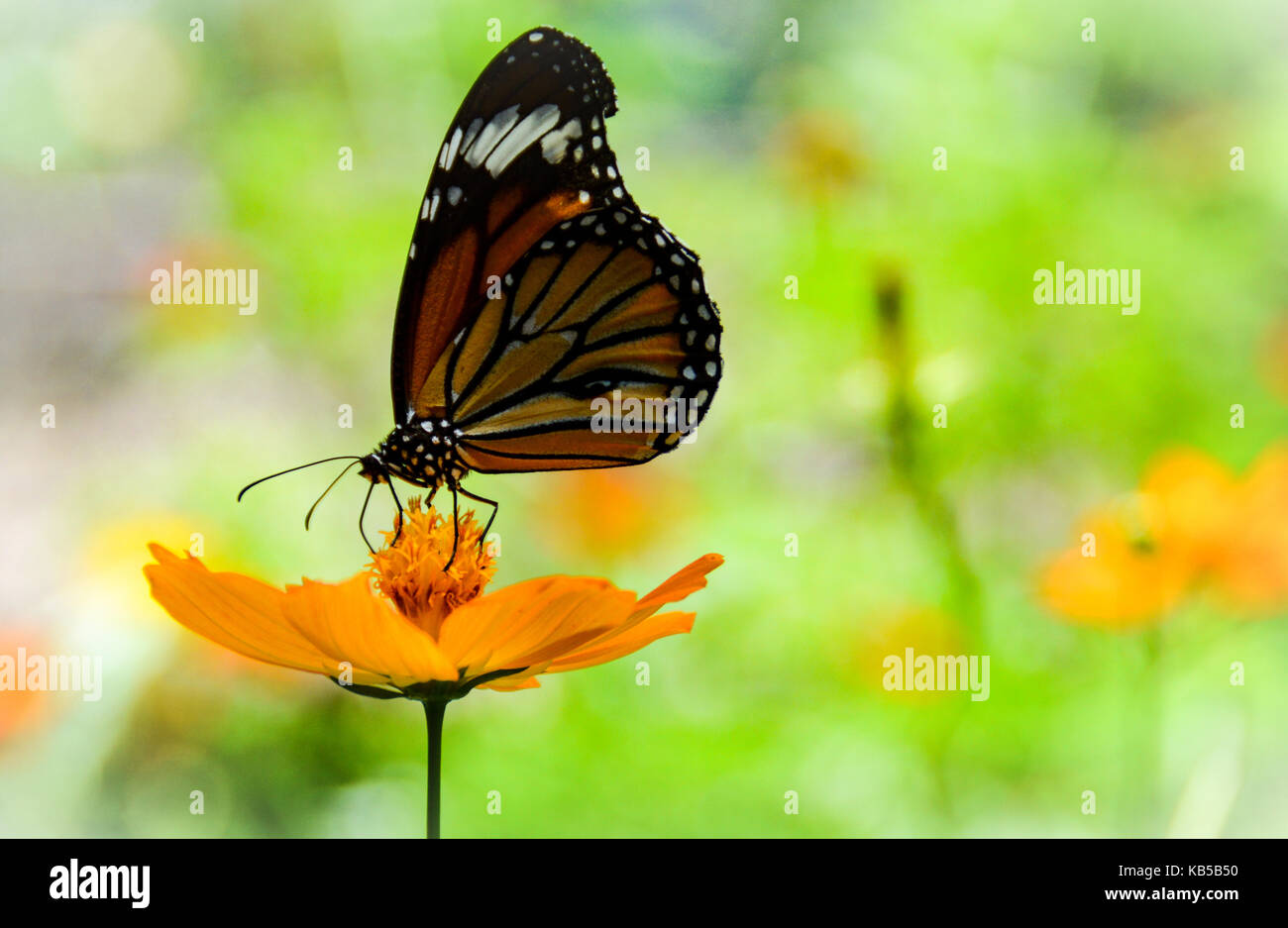 Gentle coming of Spring Stock Photo - Alamy