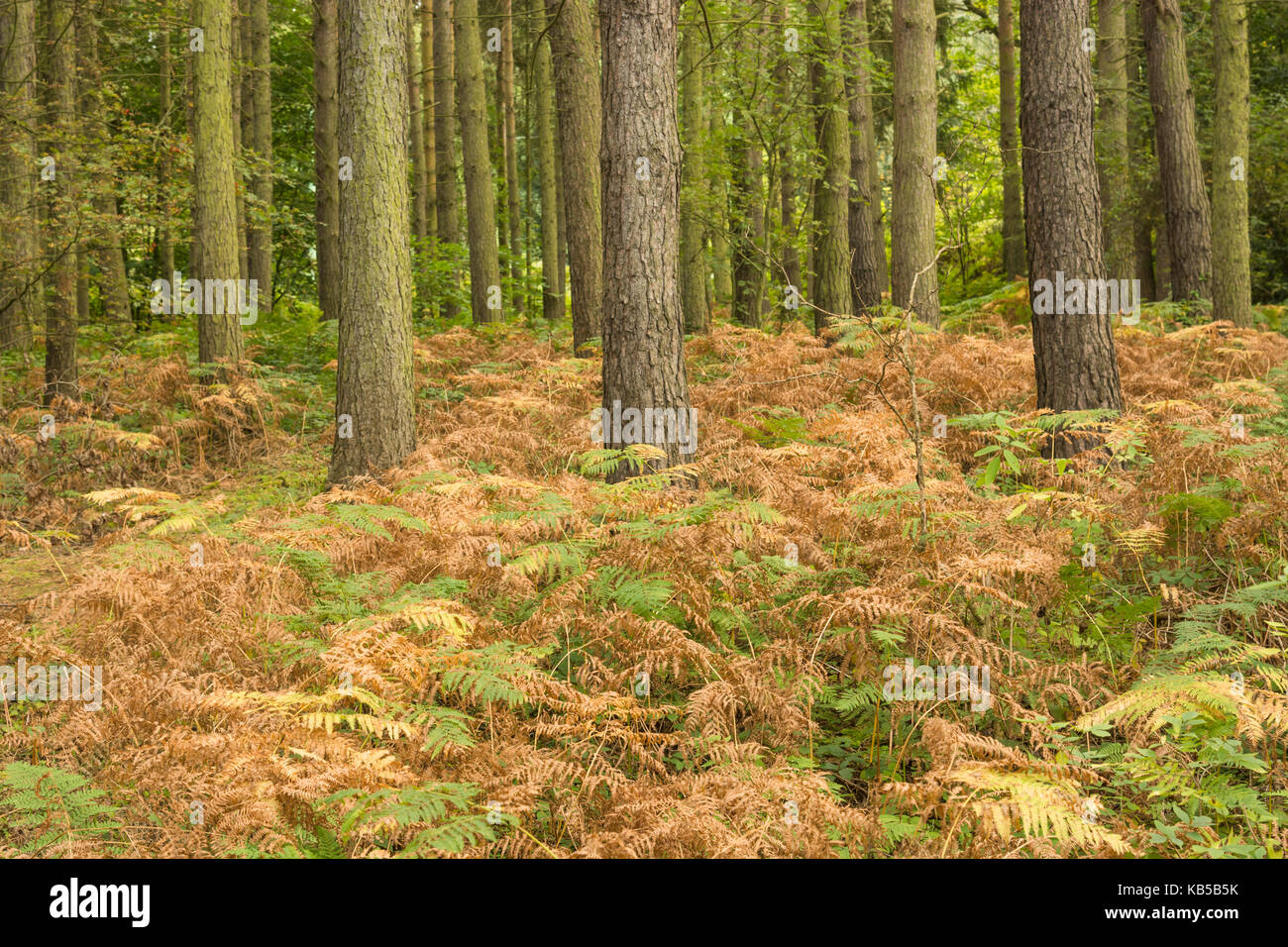 Bracken and pine trees Stock Photo - Alamy