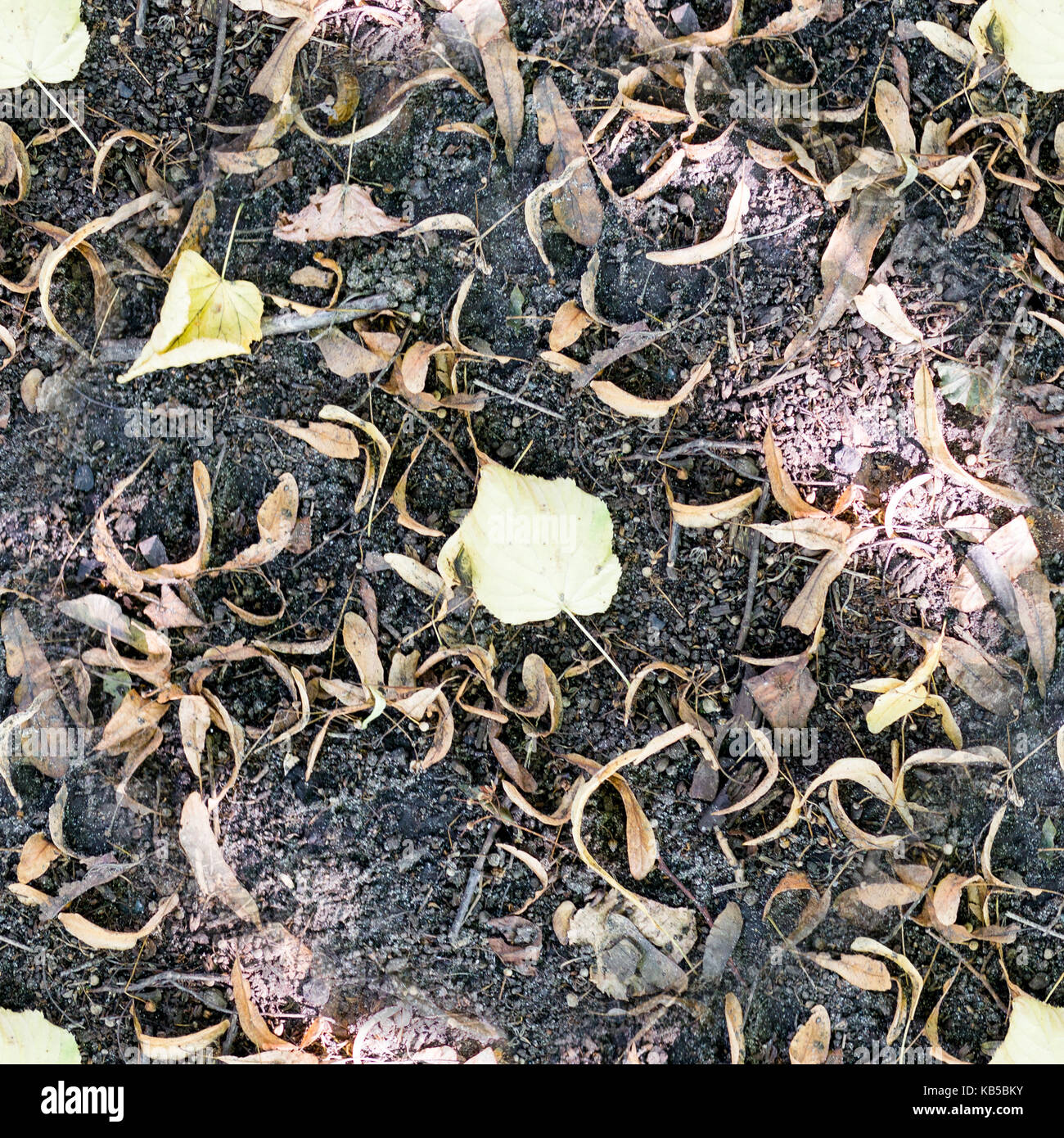 autumn ground with leaves and seeds. backgorund, texture Stock Photo ...