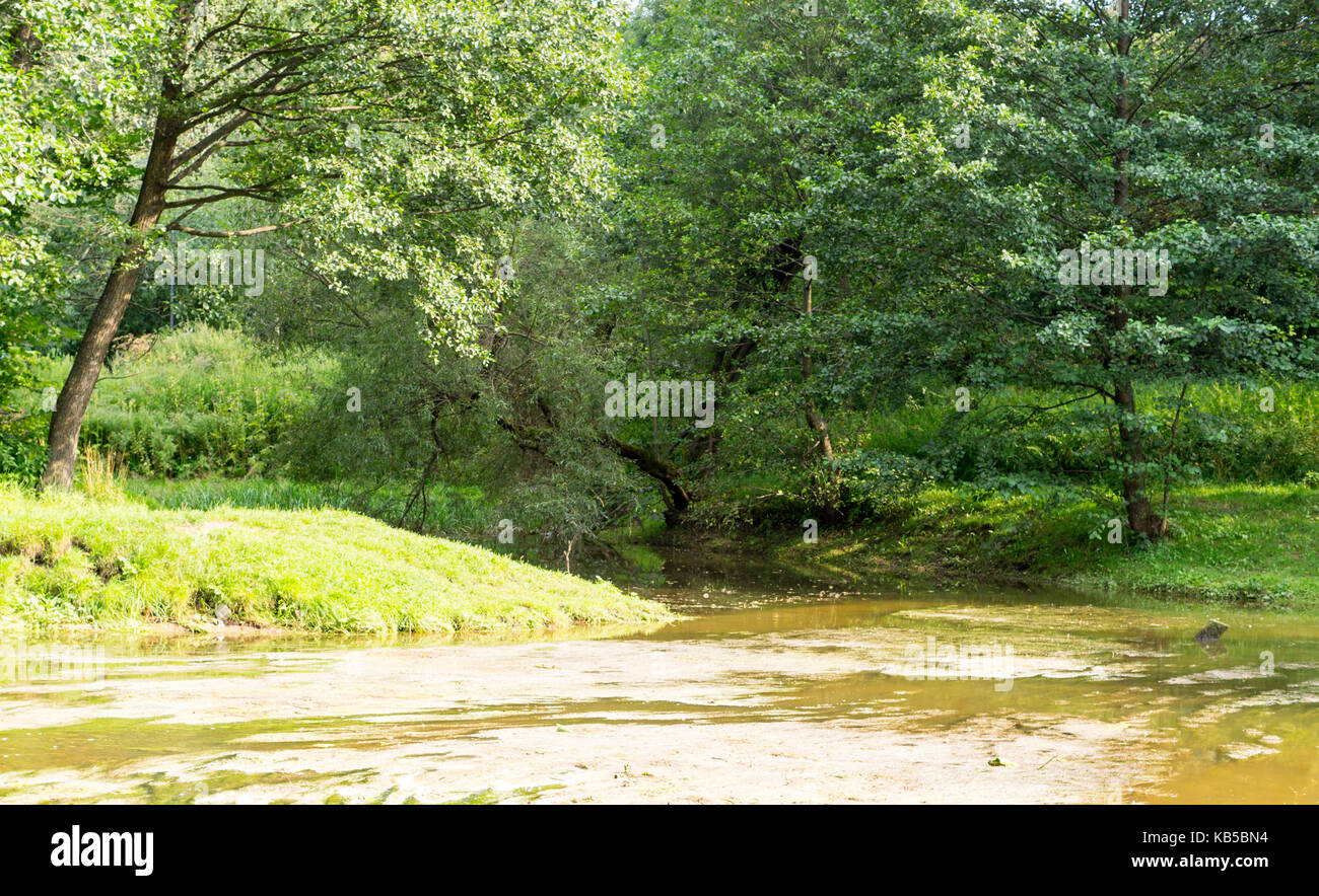 marshy river in the summer forest. nature, background Stock Photo - Alamy
