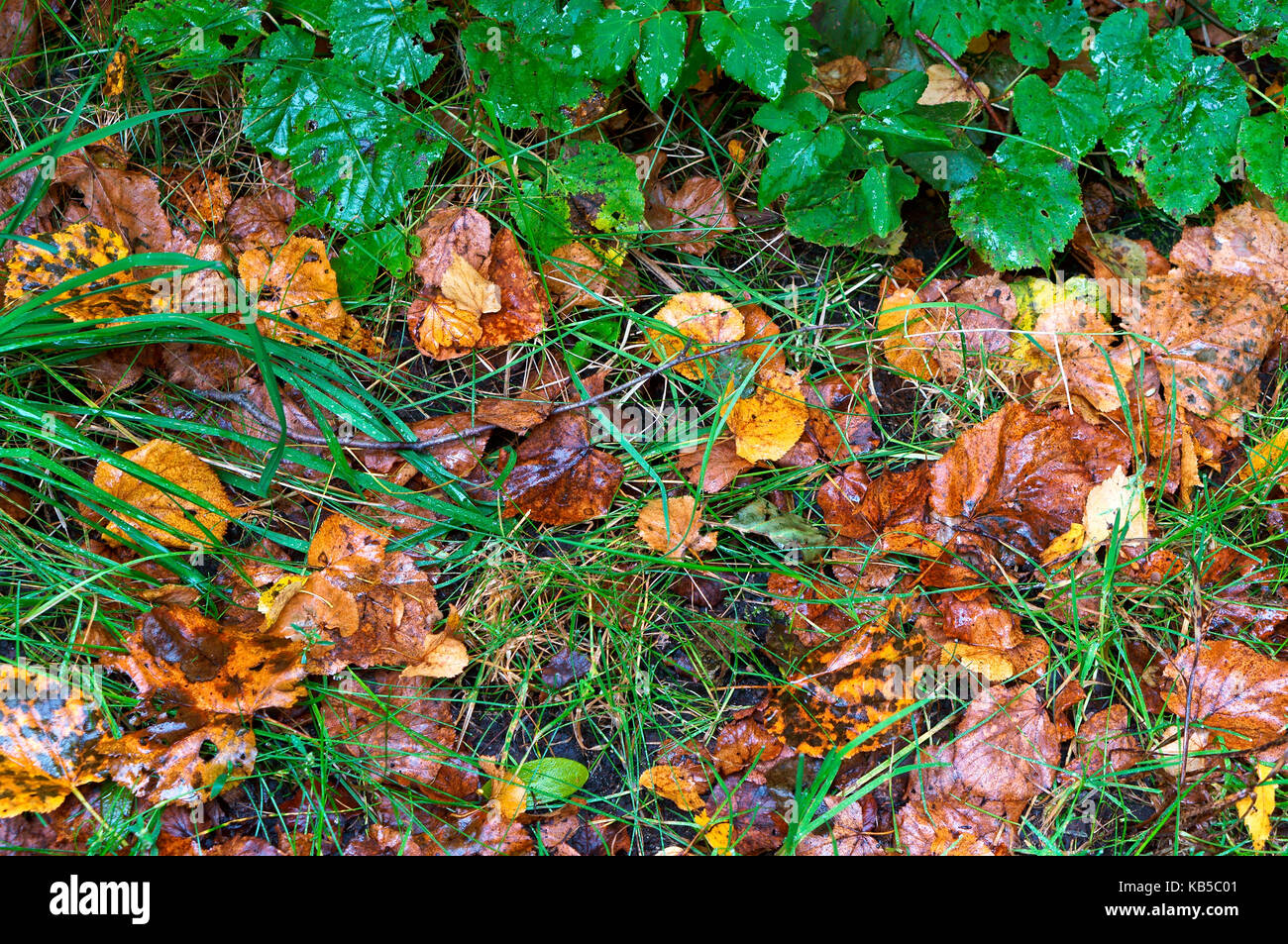 wet autumn weather with deciduous trees leaves autumn Stock Photo - Alamy