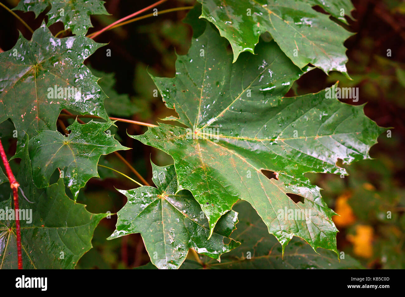 Sugar maple tree isolated hi-res stock photography and images - Alamy