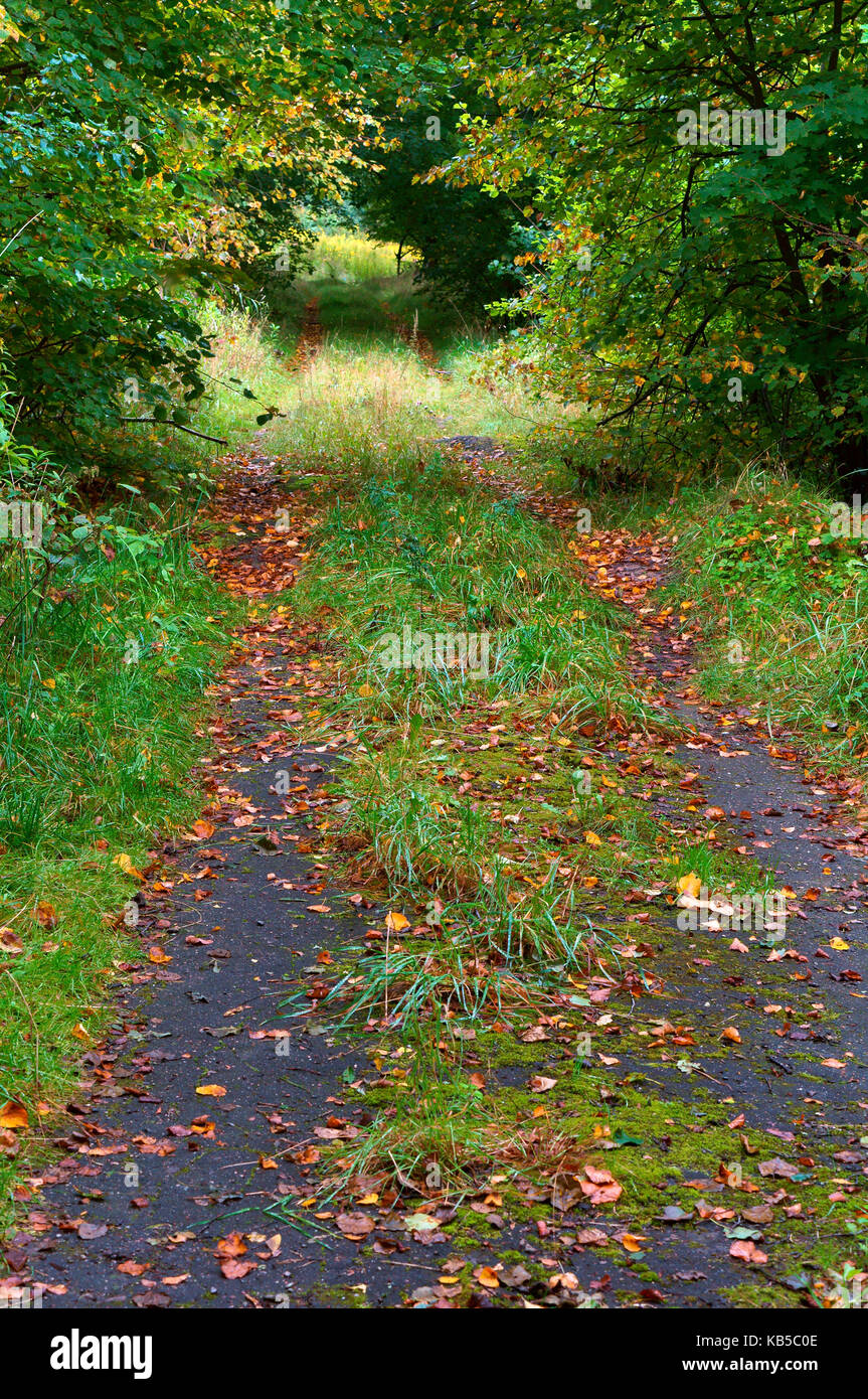 wet autumn weather with deciduous trees leaves autumn Stock Photo - Alamy