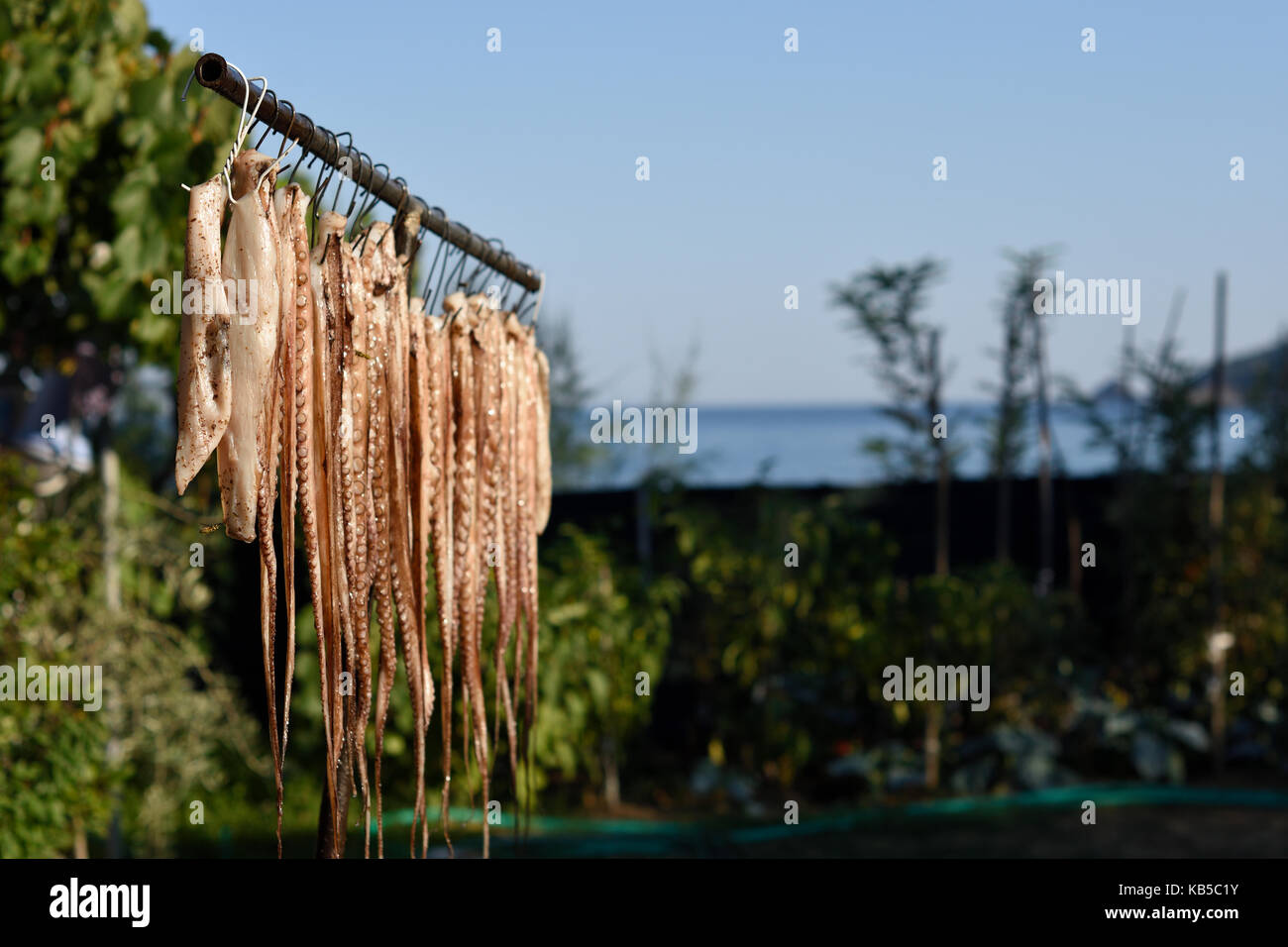 Octopus hanging in the sun for drying and the sea in background ...