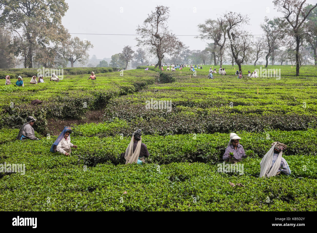 Tea garden in Silliguri, Sikkim, India, Asia Stock Photo - Alamy