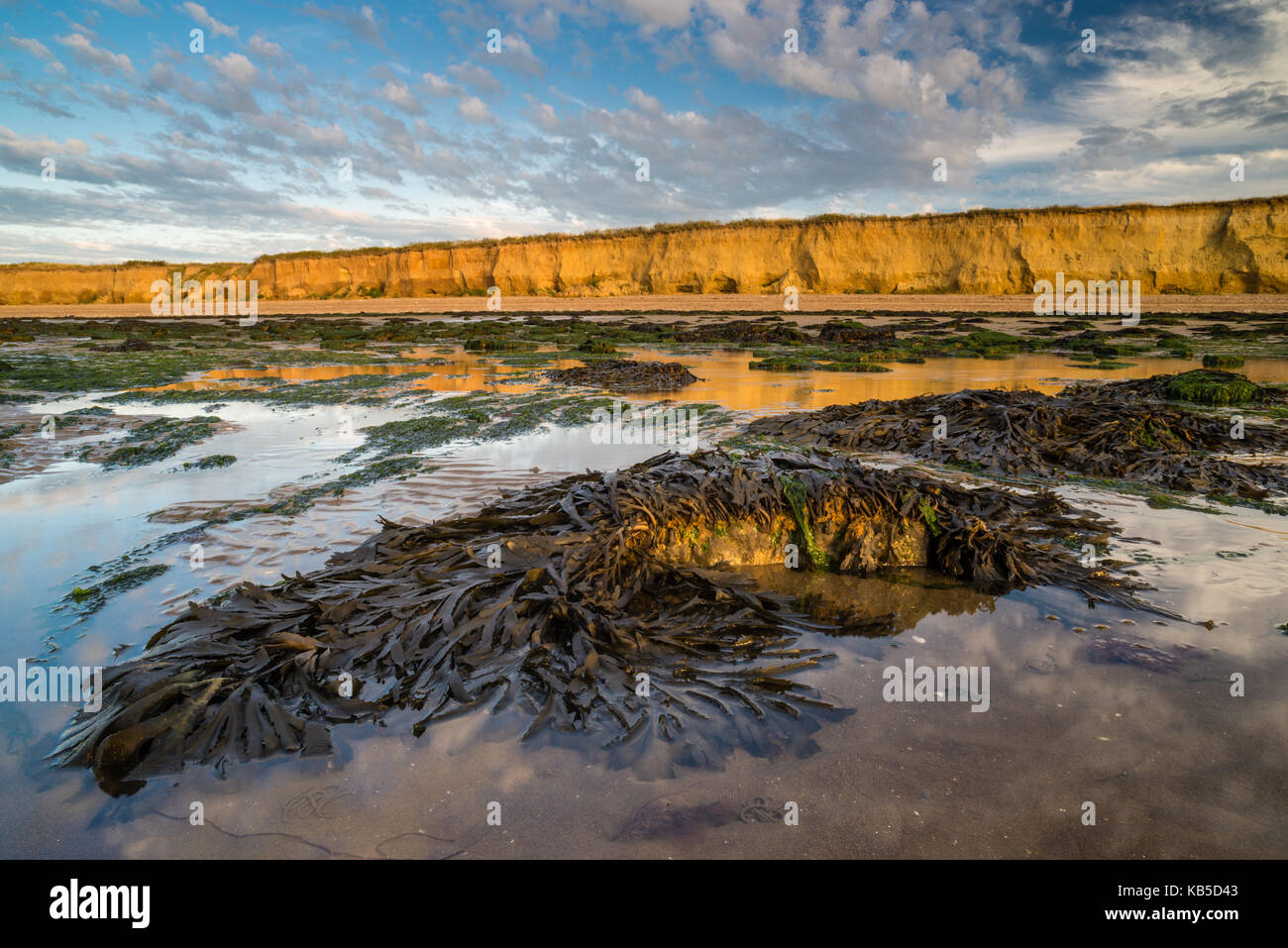 Toothed wrack (Fucus serratus) fronds, exposed on beach at low tide ...