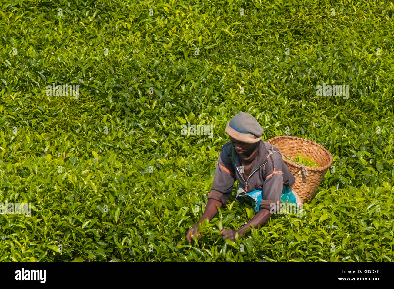 A tea picker picking tea in the South of Rwanda, Africa Stock Photo - Alamy