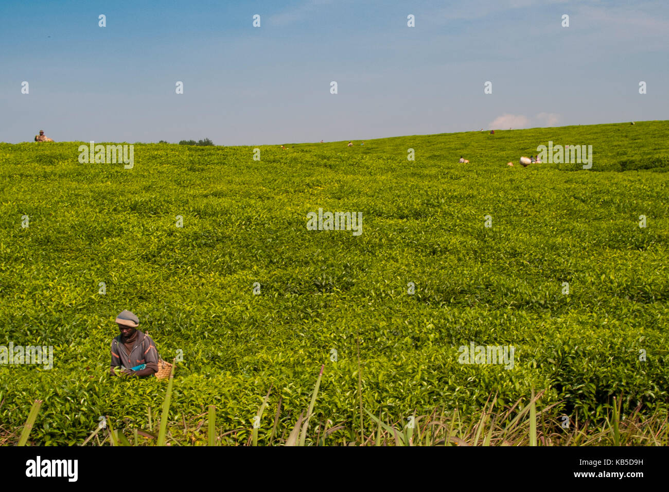 Tea pickers picking tea, Rwanda, Africa Stock Photo - Alamy